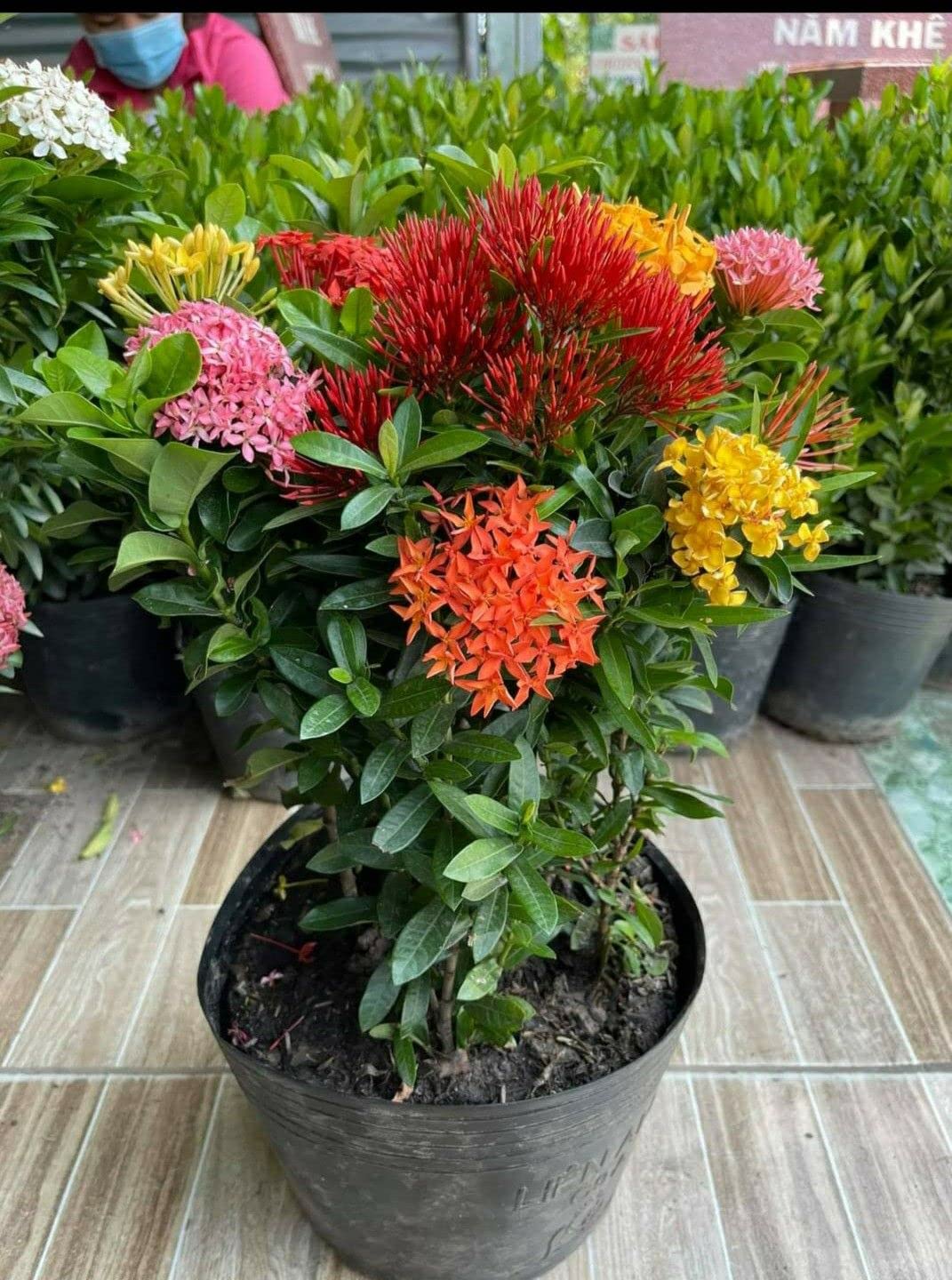 Multicolor ixora Plant With Pot : Amazon.in: Garden & Outdoors