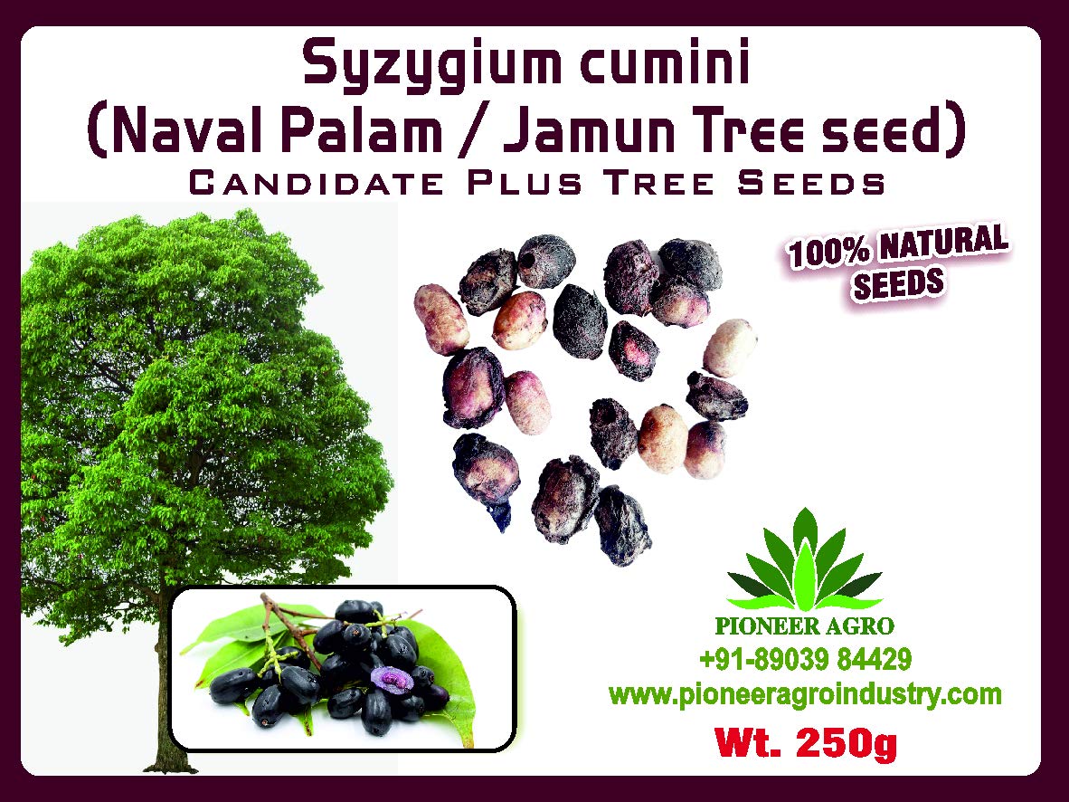 Bokashi Bran Syzygium Cumini seeds Naval Palam seeds Jamun Seeds 250G ...