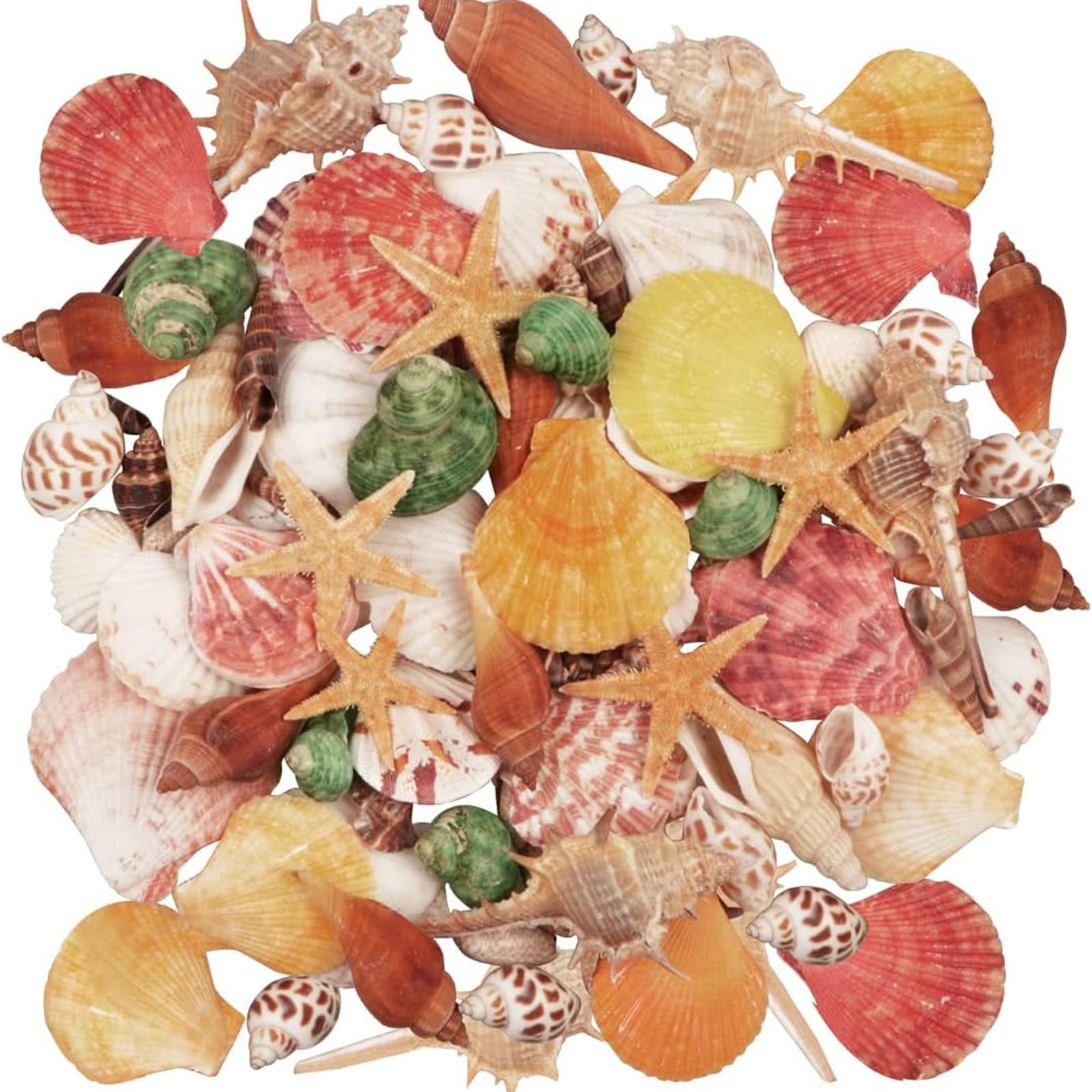 Amazon.com: 90 Pcs Sea Shells Mixed Ocean Beach Seashells, Colorful ...