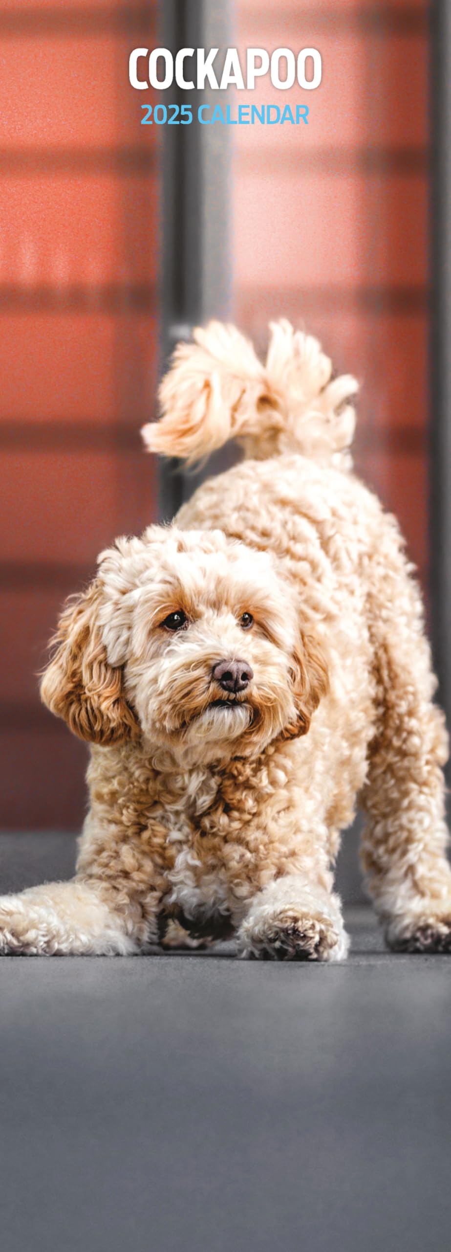 Cockapoo 2025 Slim Calendar : Amazon.co.uk: Stationery & Office Supplies