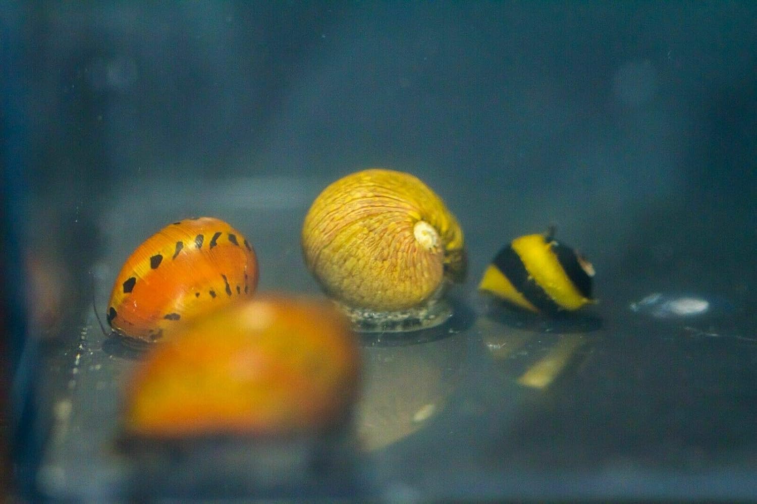 10 x Nerite snails Mixed, Fresh Water Snail : Amazon.co.uk: Pet Supplies
