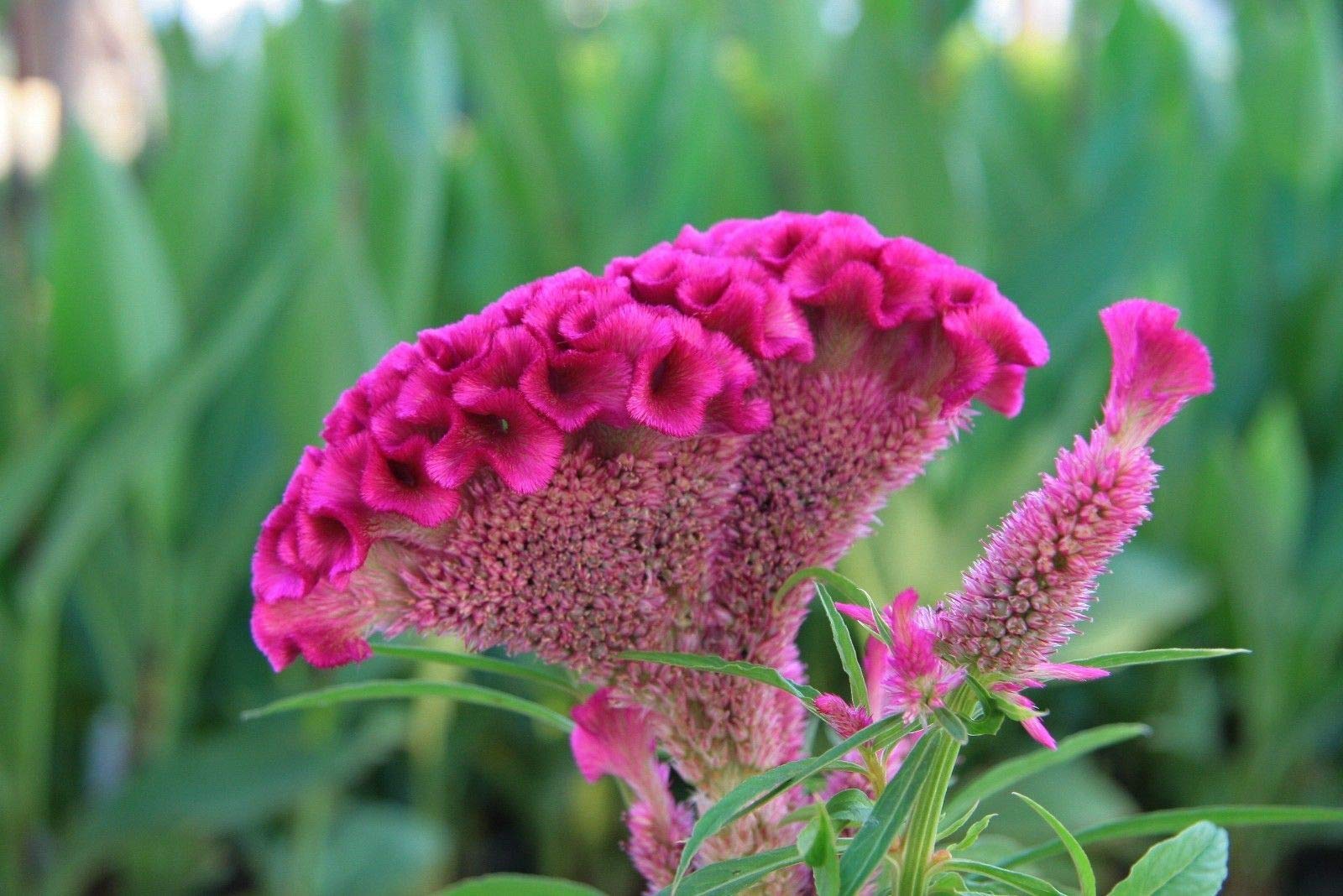 Chicken Comb Plant
