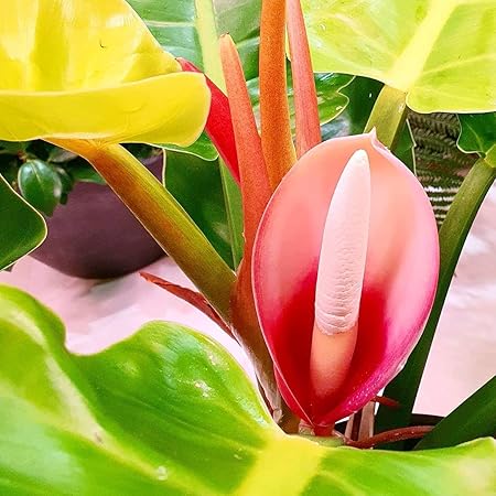 The Four Seasons Anthurium Livium | Candy Cane | Flamingo Flower ...