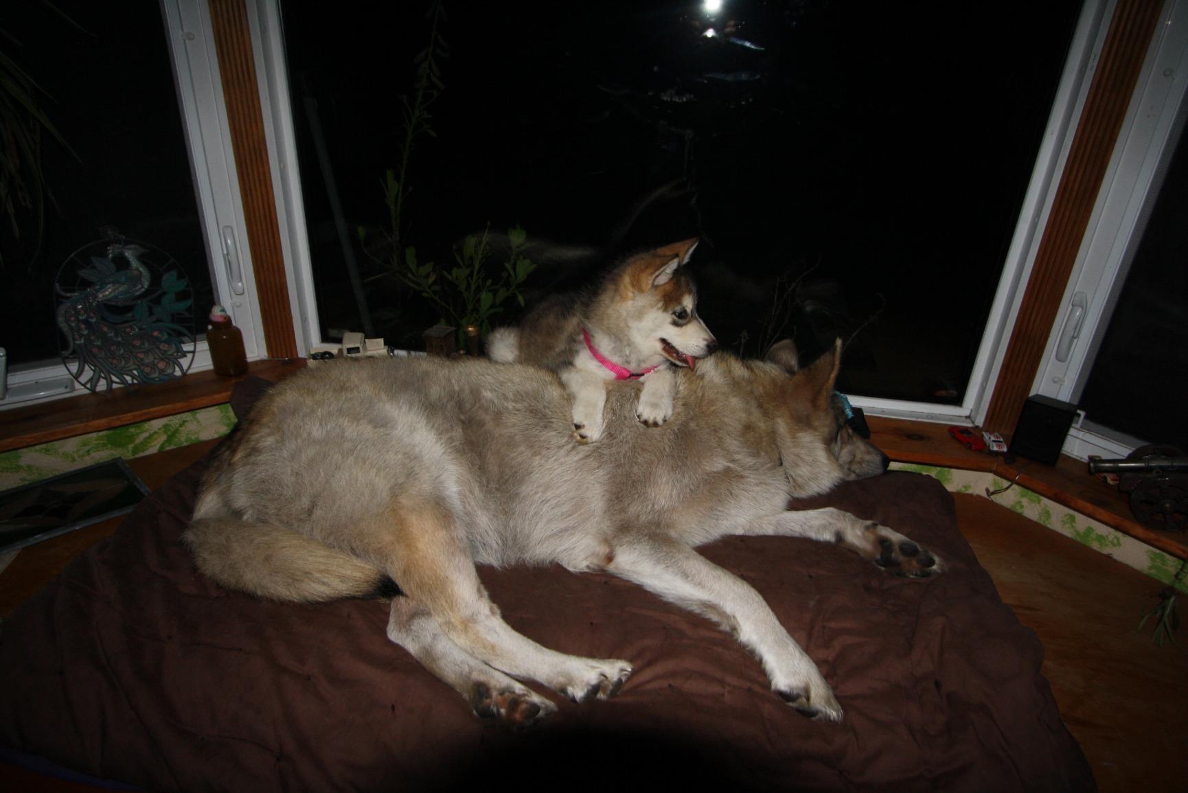 Amazon.com: Living with Wolves , Wolves at Our Door , IMAX Wolves : 4 ...