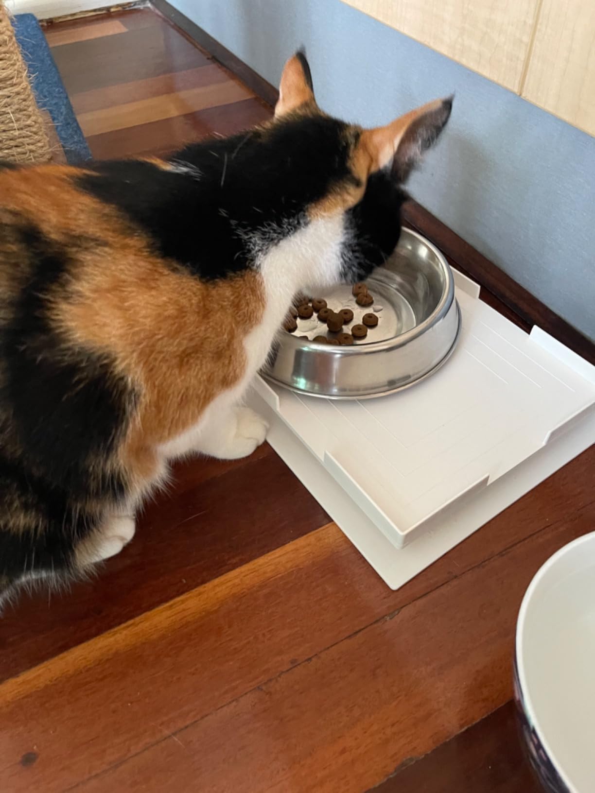 Ant Proof Plate for Dog & Cat Food Bowl - Rectangle : Amazon.com.au ...