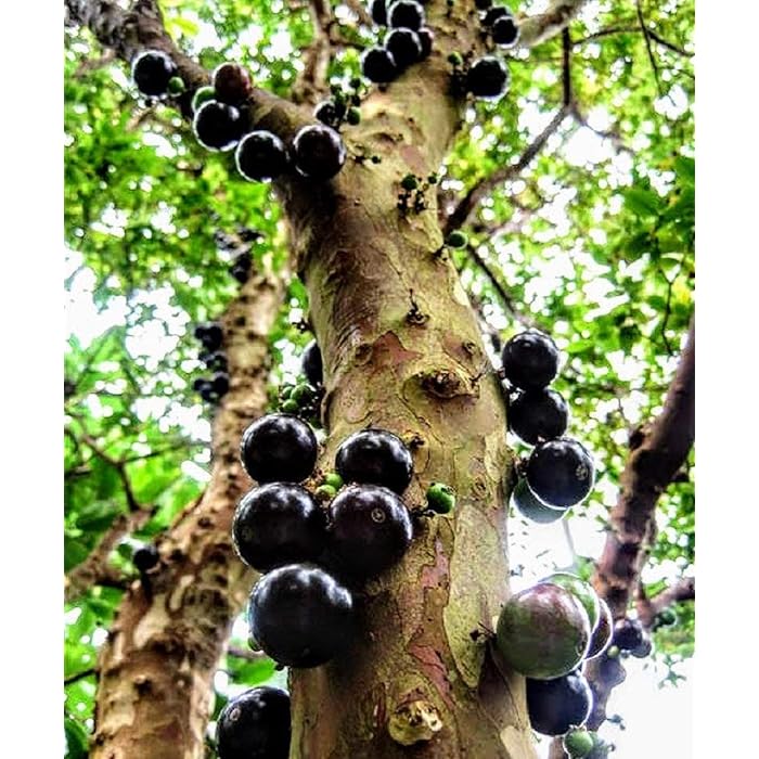 Buy Jaboticaba, Jabuticaba Myrciaria cauliflora, Brazilian Grape Tree ...