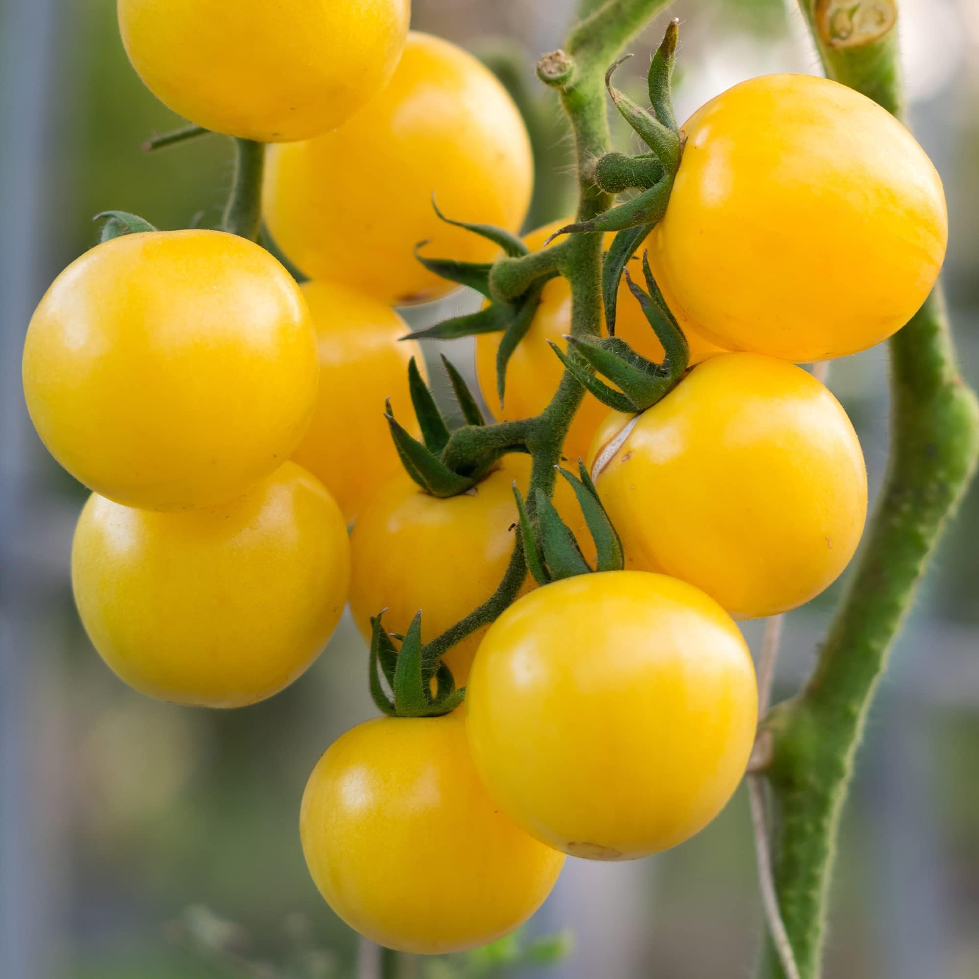 Amazon.com : Sun Gold Cherry Tomato Seeds 25+ Seeds : Patio, Lawn & Garden