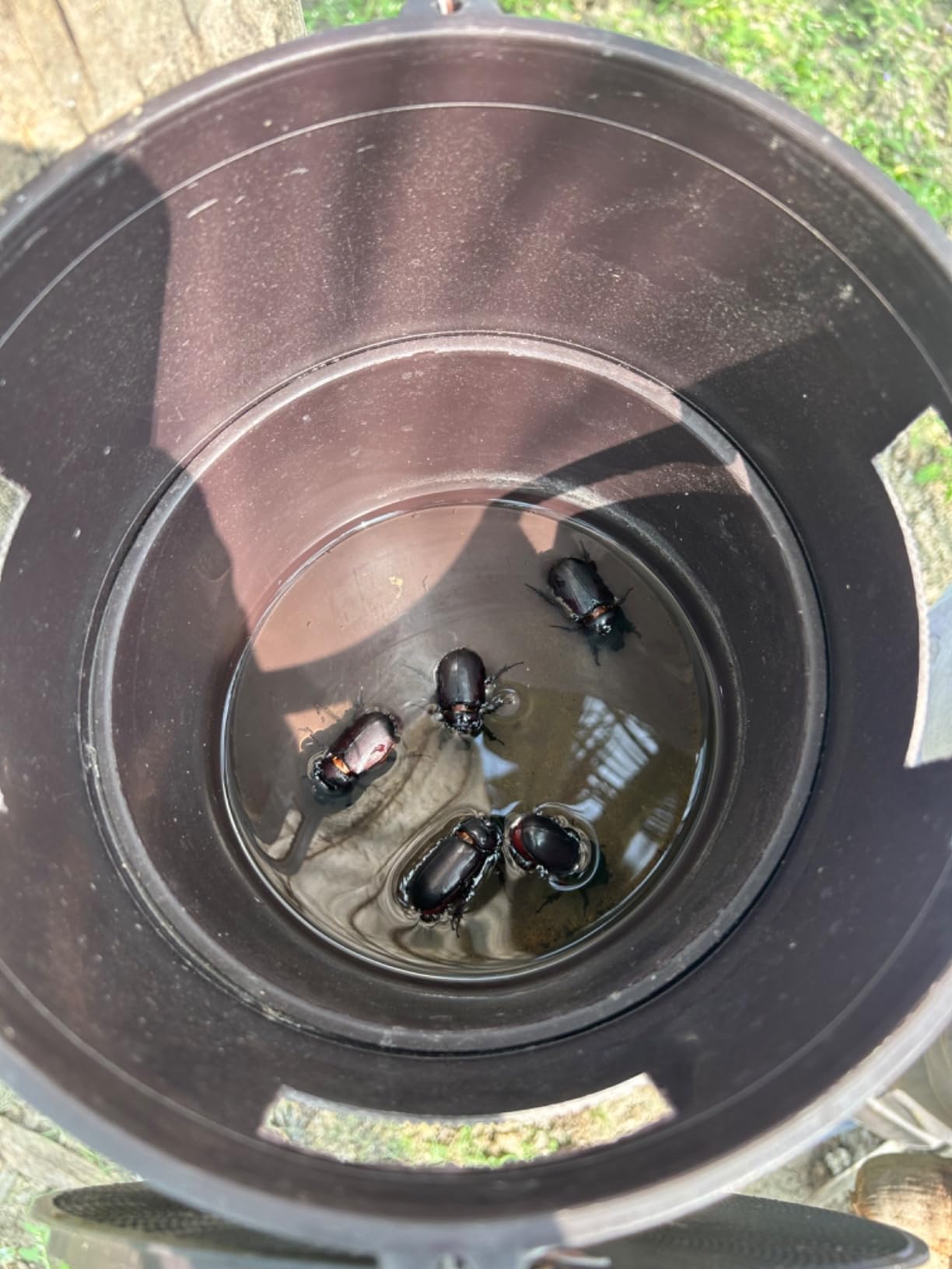 GAIAGEN Coco Trapp | Insect Bucket Trap | Pack of 5 | (Traps for ...