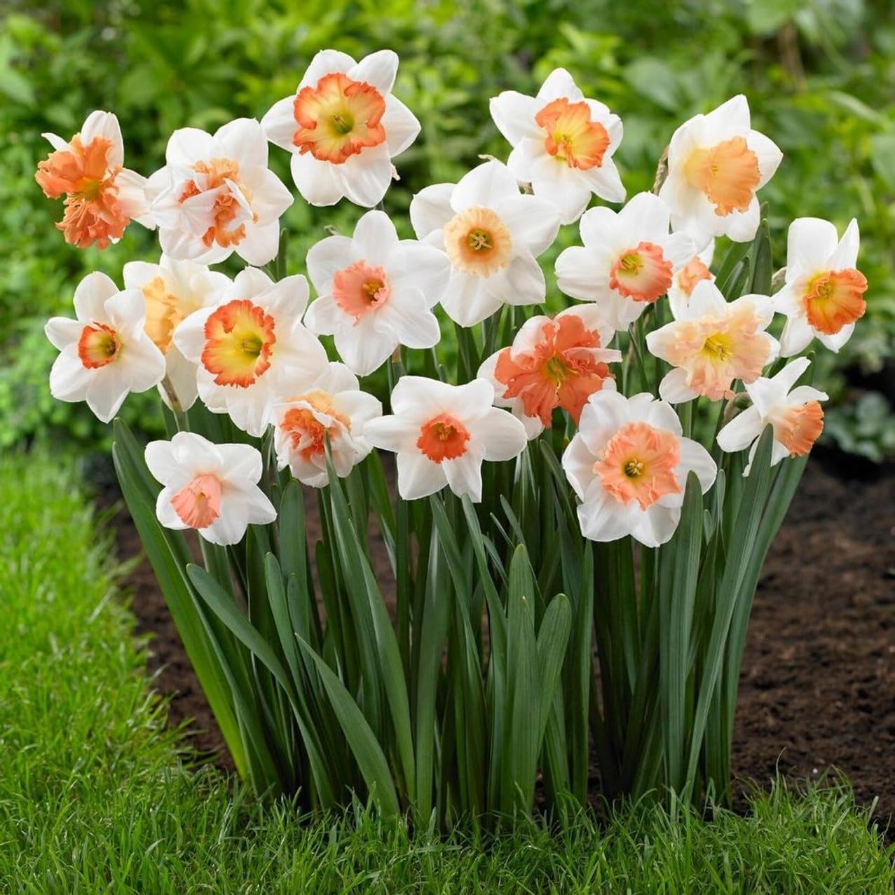 Amazon.com : Votaniki Daffodil Pink Mix - Perennial Beauty & Long ...