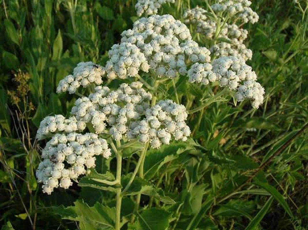 Cauliflower Flower Bloom