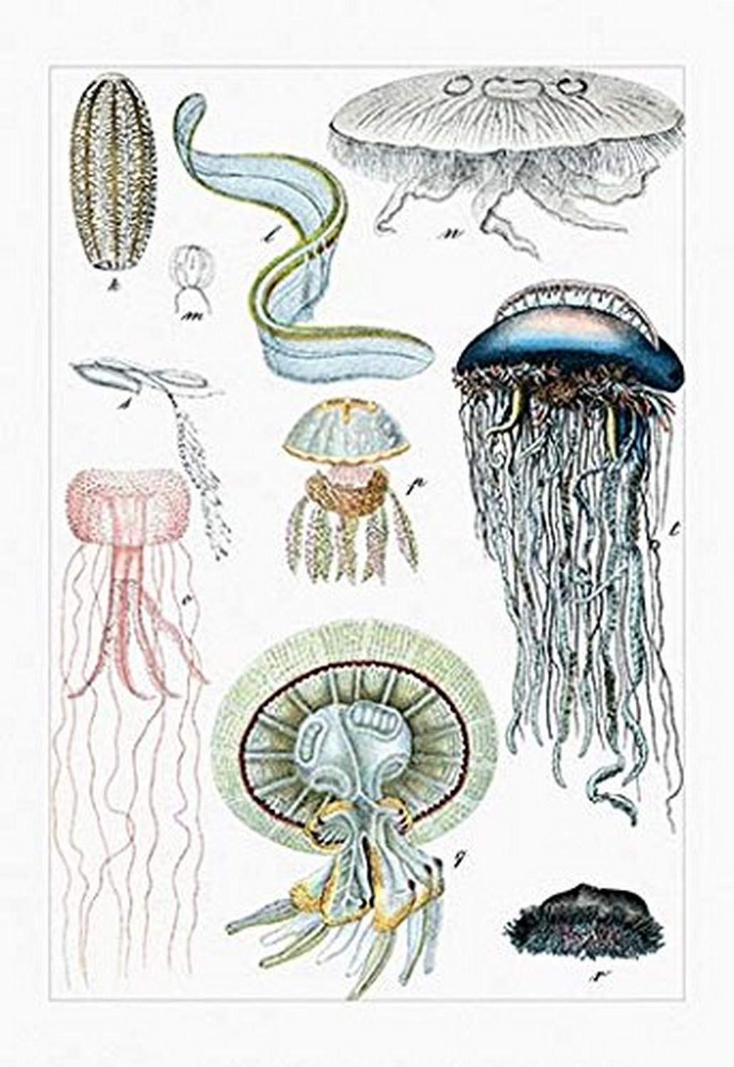 Cnidarian Collection