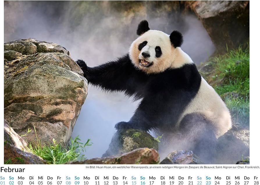 Große Pandas San Diego Zoo Could Be First In U.S. To Get Pandas From