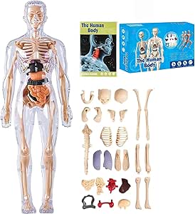 Clear Human Body Structure Model, 29 Piece 3D Anatomy Kit, DIY ...