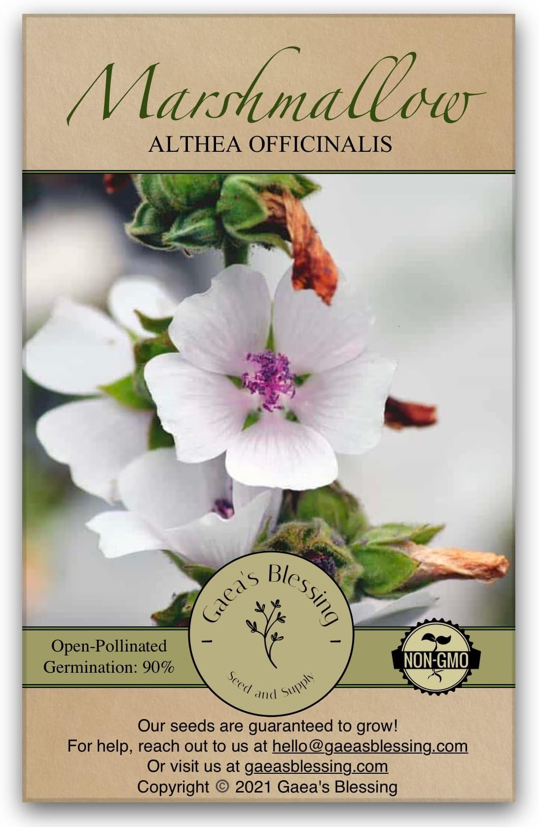 Amazon.com : Marshmallow Plant Althaea Officinalis Seeds for Planting ...