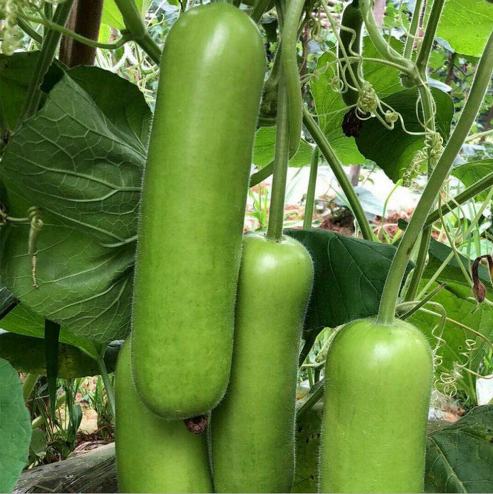 Amazon.com : Calabash Long Squash/Melon Seeds, Opo Bottle Gourd ...
