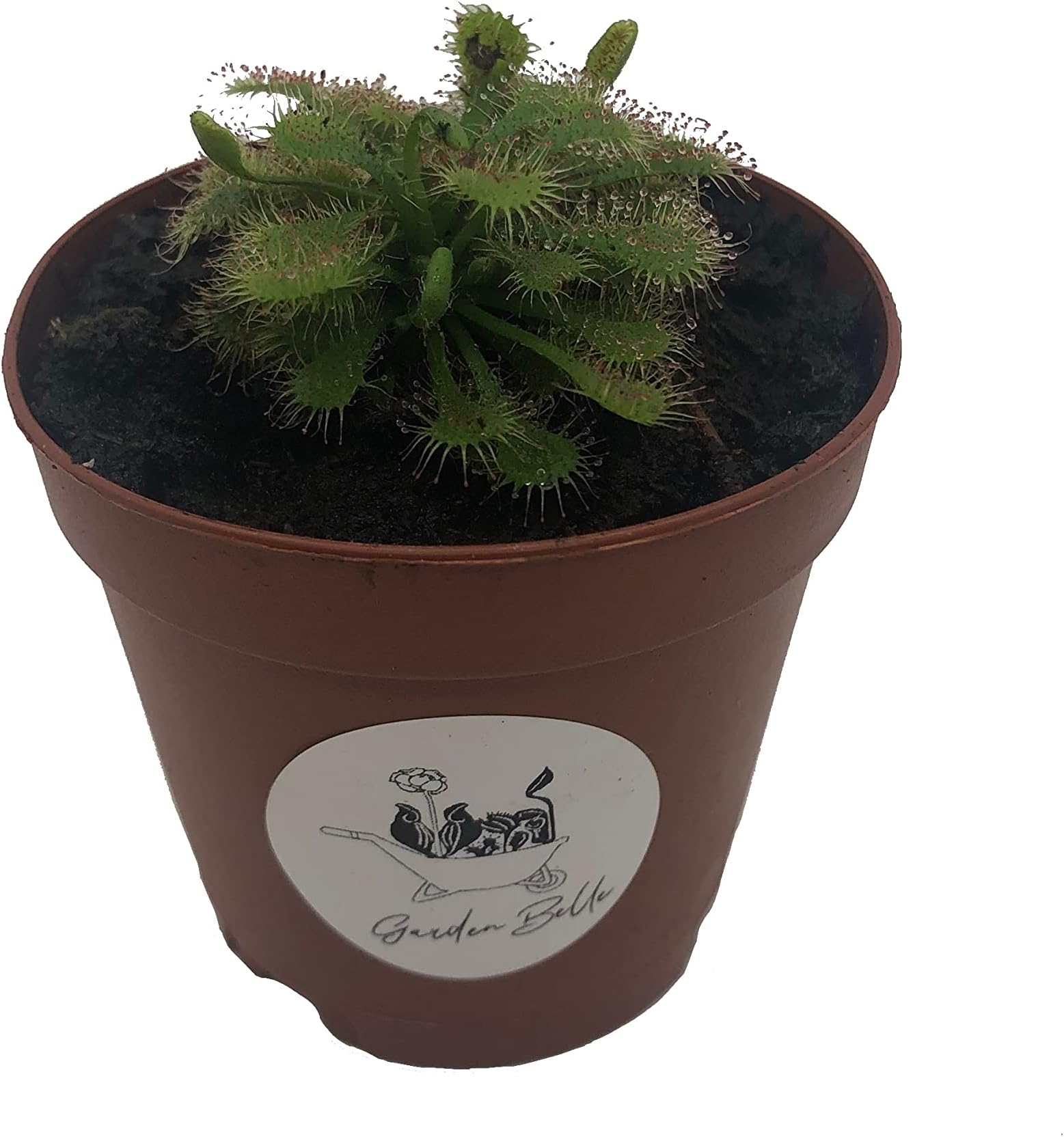 Amazon.com : Savage Gardeners Live Carnivorous Pitcher Plant Sarracenia ...