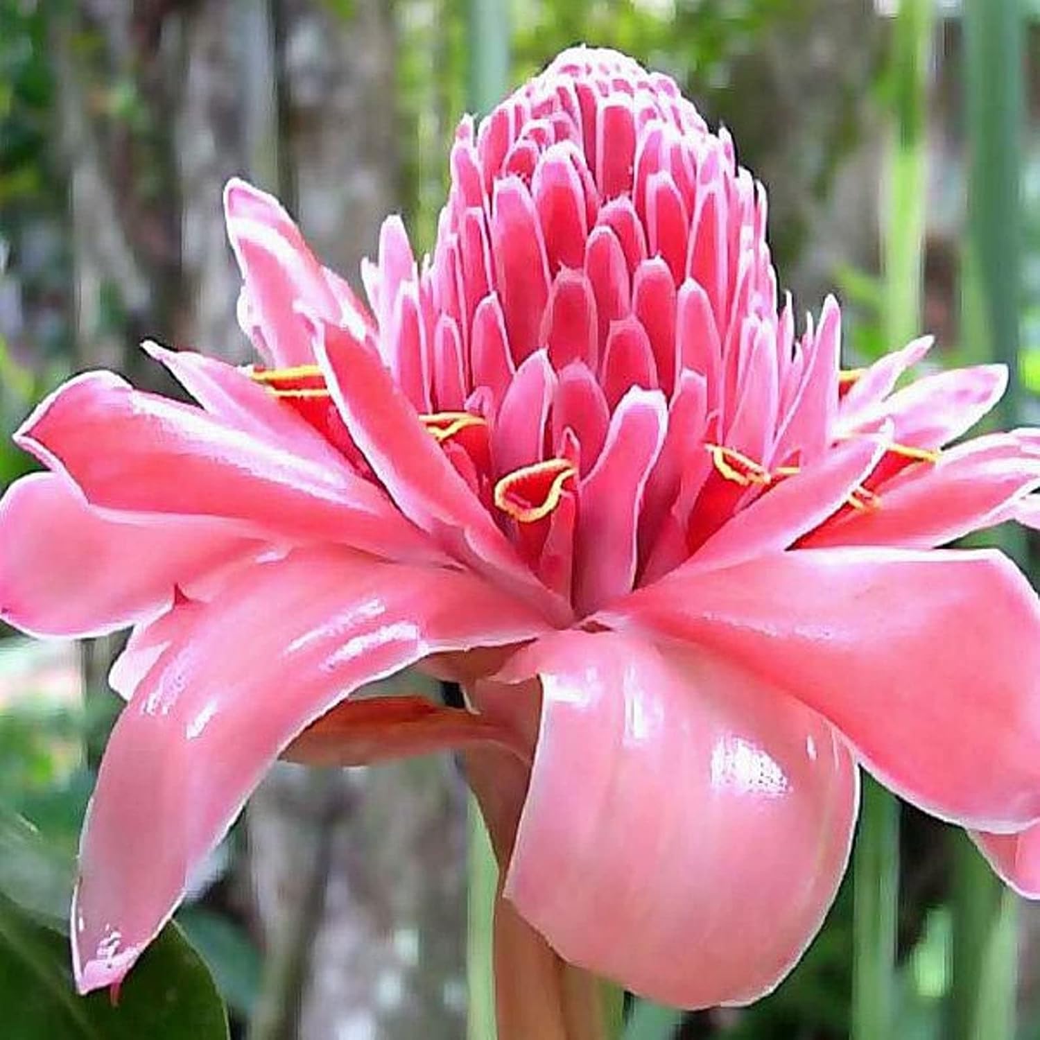 Amazon.com : 10 Torch Ginger Seeds, Ginger Flower, Red Ginger Lily ...