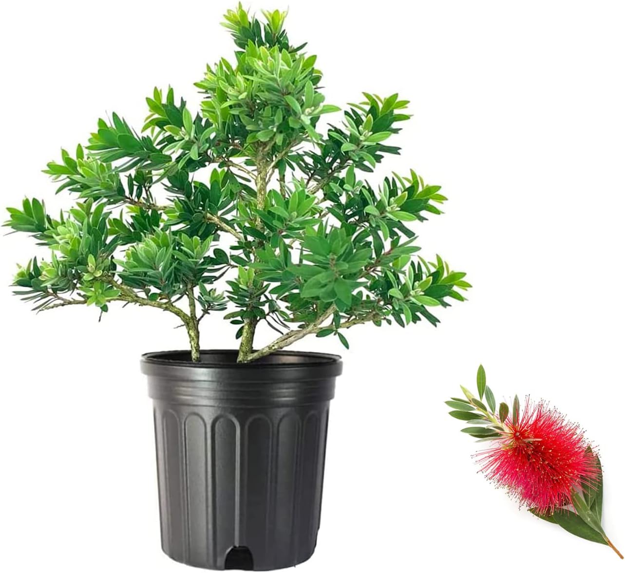 Amazon.com : Little John Dwarf Bottlebrush | 1 Large Gallon Size Plant ...