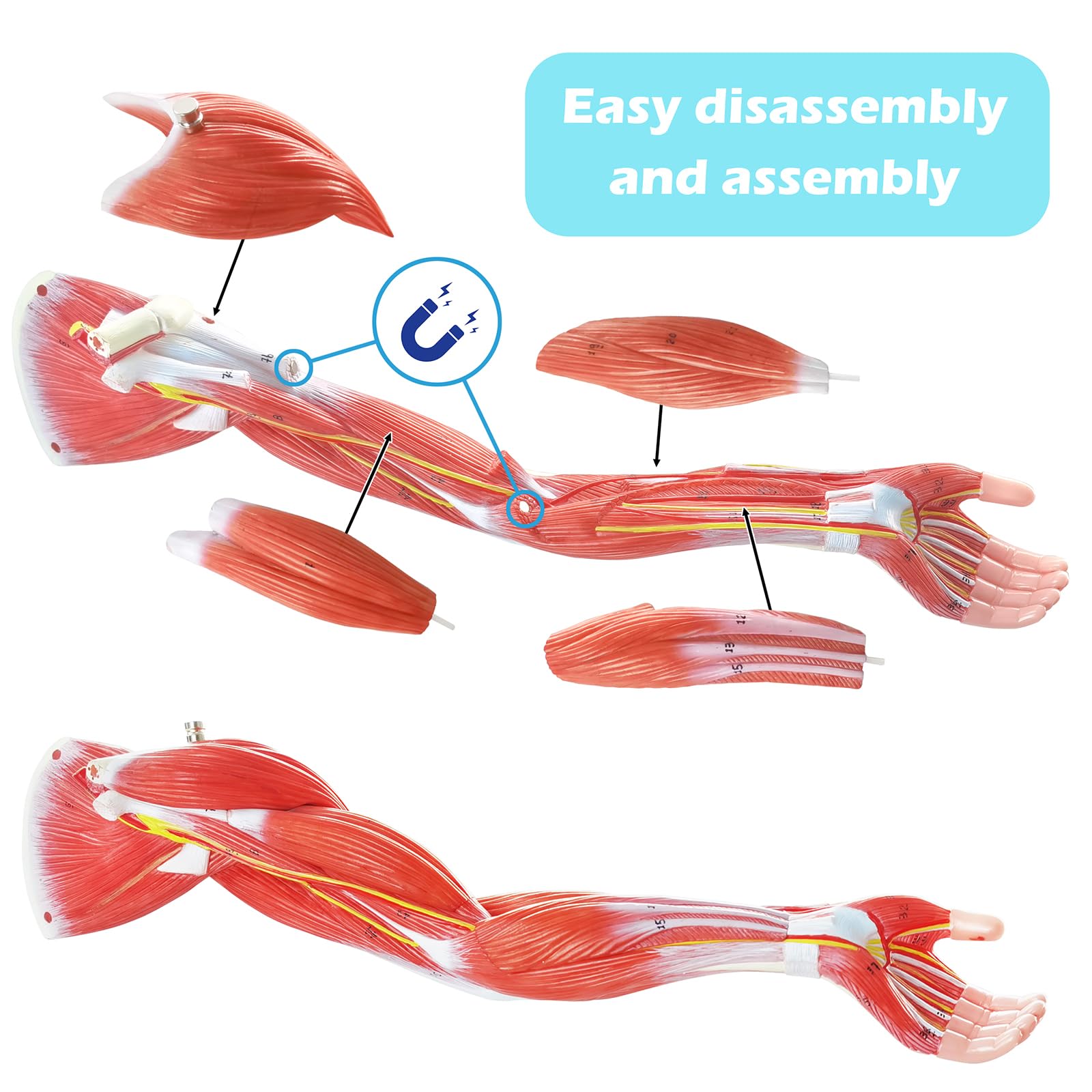 Snapklik.com : Human Muscle And Organ Model, 27-Part Half Life-Size ...