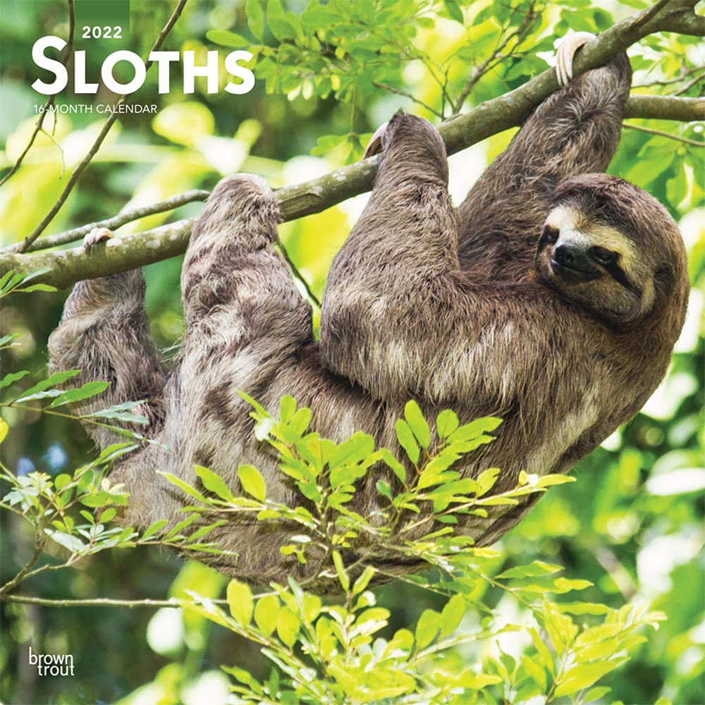 Sloths 2022 12 x 12 Inch Monthly Square Wall Calendar, Animals Nature ...