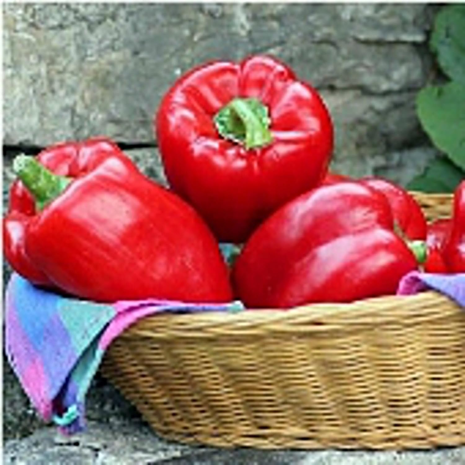Amazon.com : Big Red Sweet Peppers Seeds (20 Seed Pack) Seeds for ...