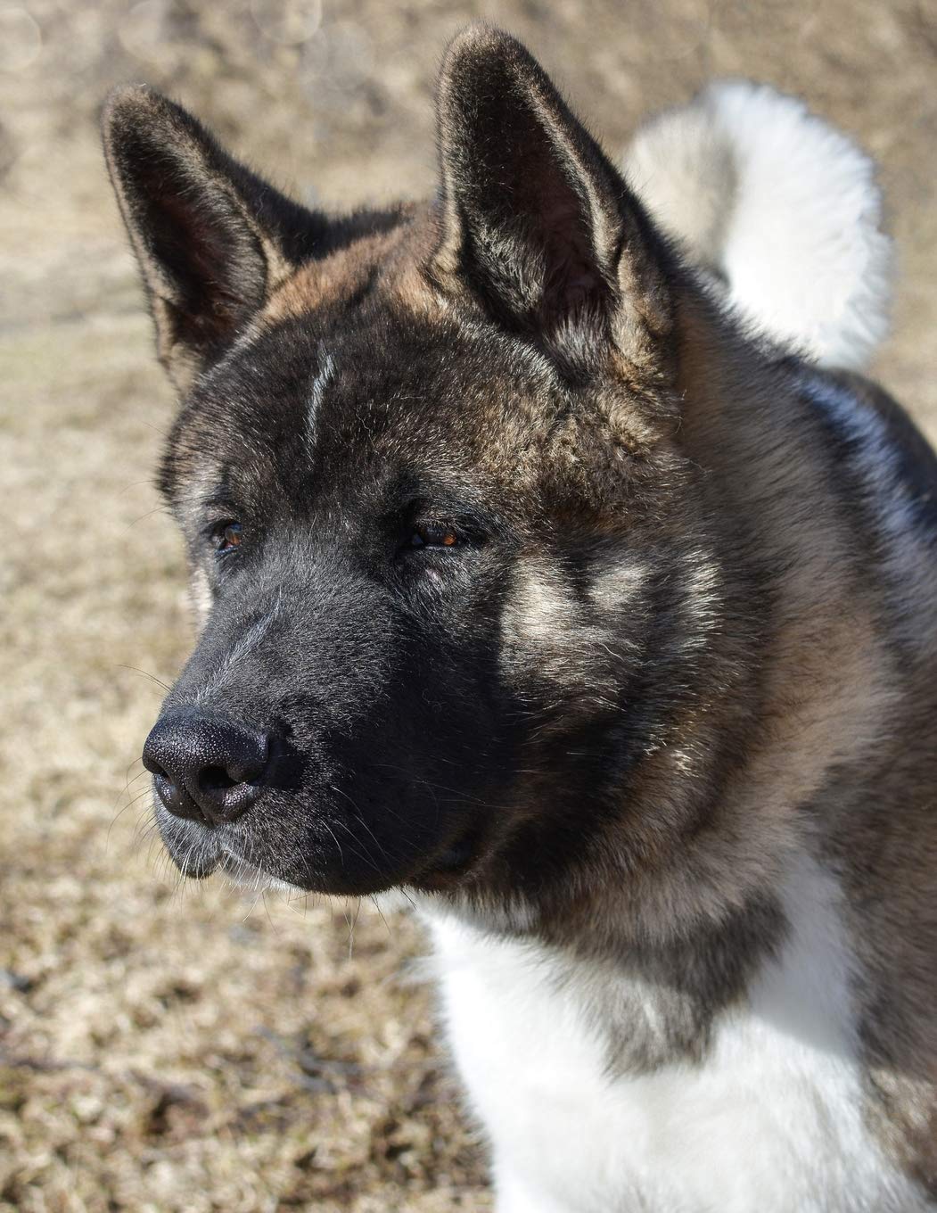 Are American Akitas Good Guard Dogs