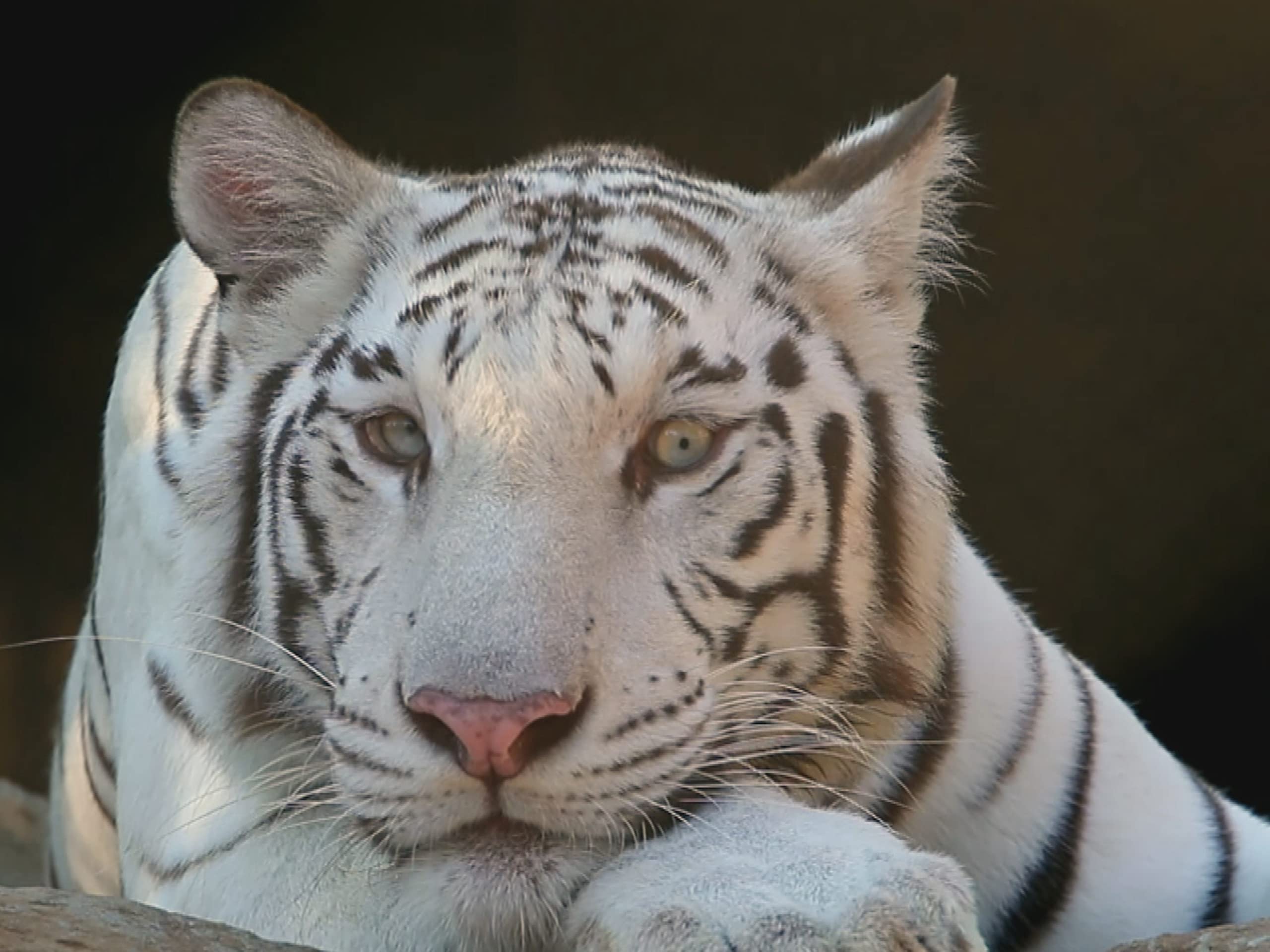 Amazon de Die Superkr fte Der Tiere Season 1 Ansehen Prime Video amazon-de-die-superkr-fte-der-tiere-season-1-ansehen-prime-video