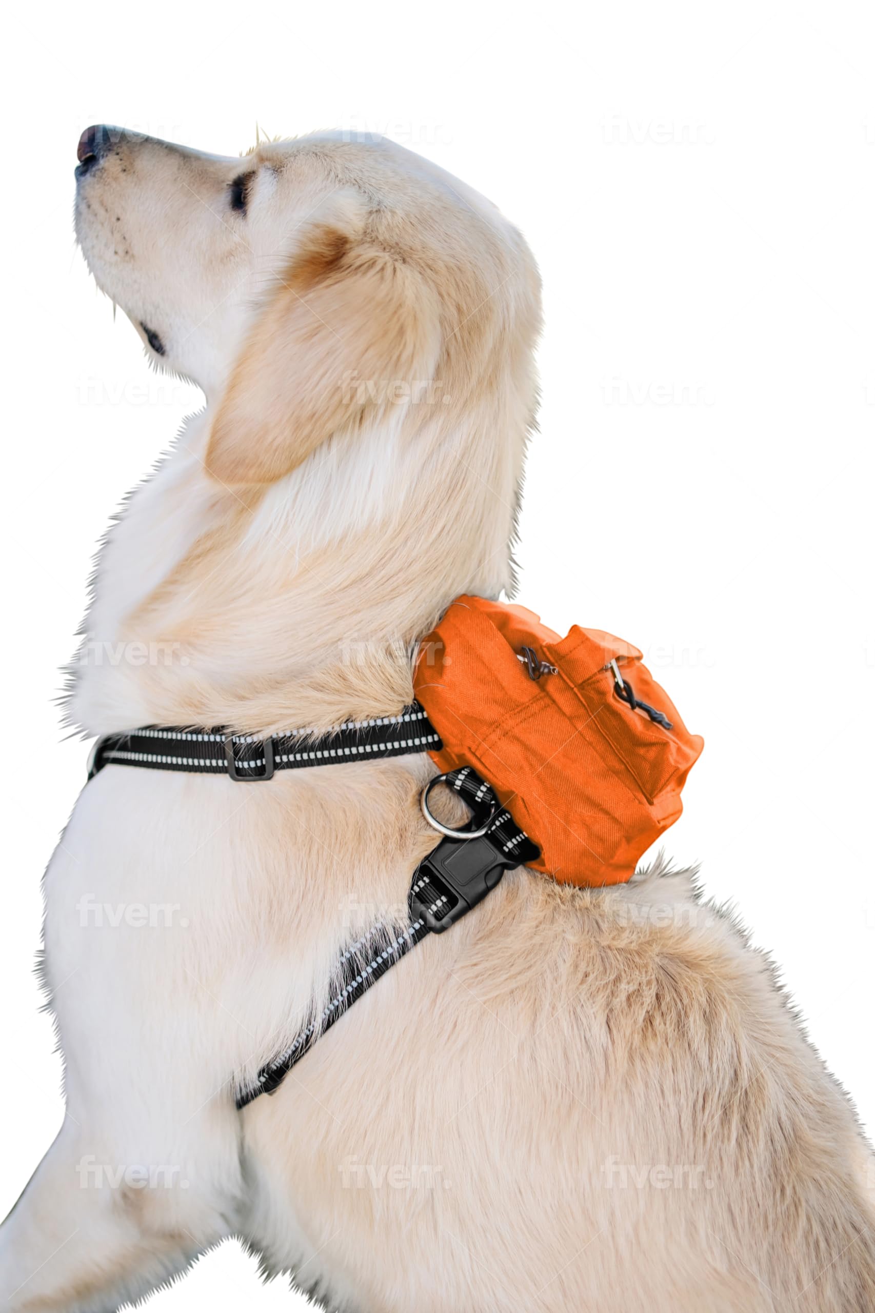 dog | Nellis Auction