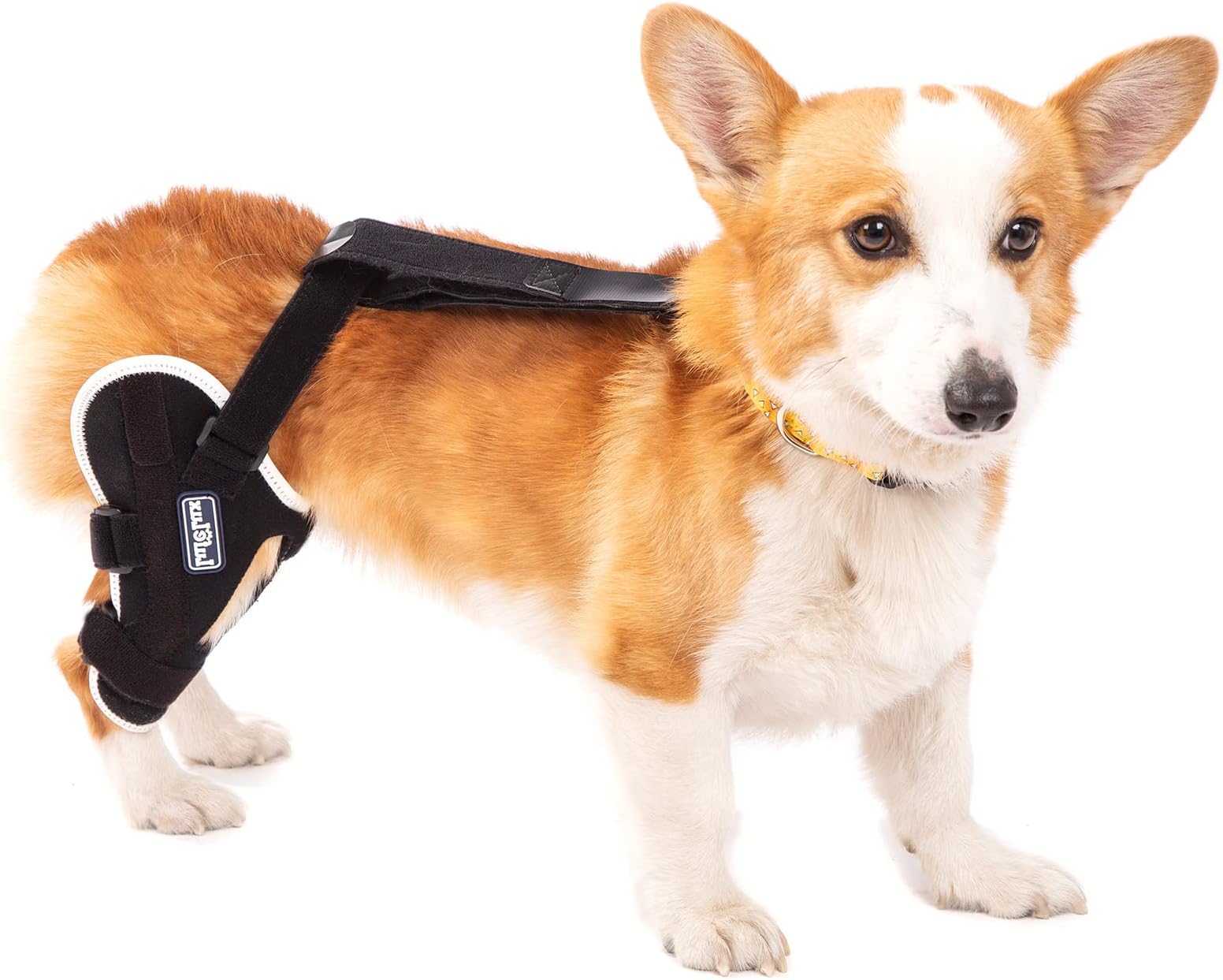 Amazon.com : NATUYA Dog Knee Brace for Torn ACL Hind Leg, CCL, Luxating ...