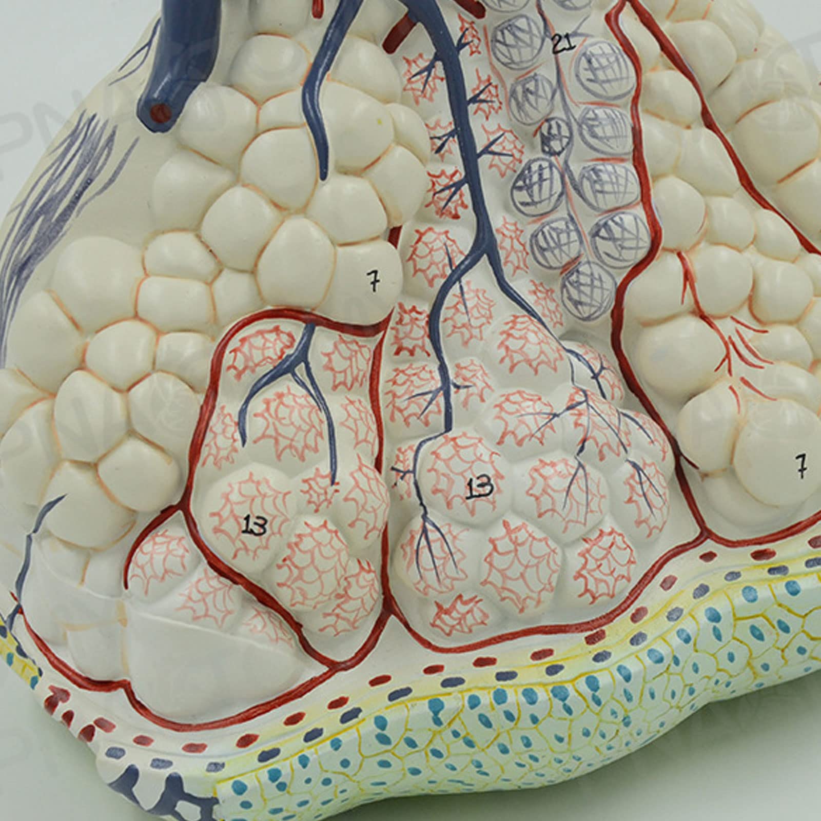Modelo De Ducto Alveolar