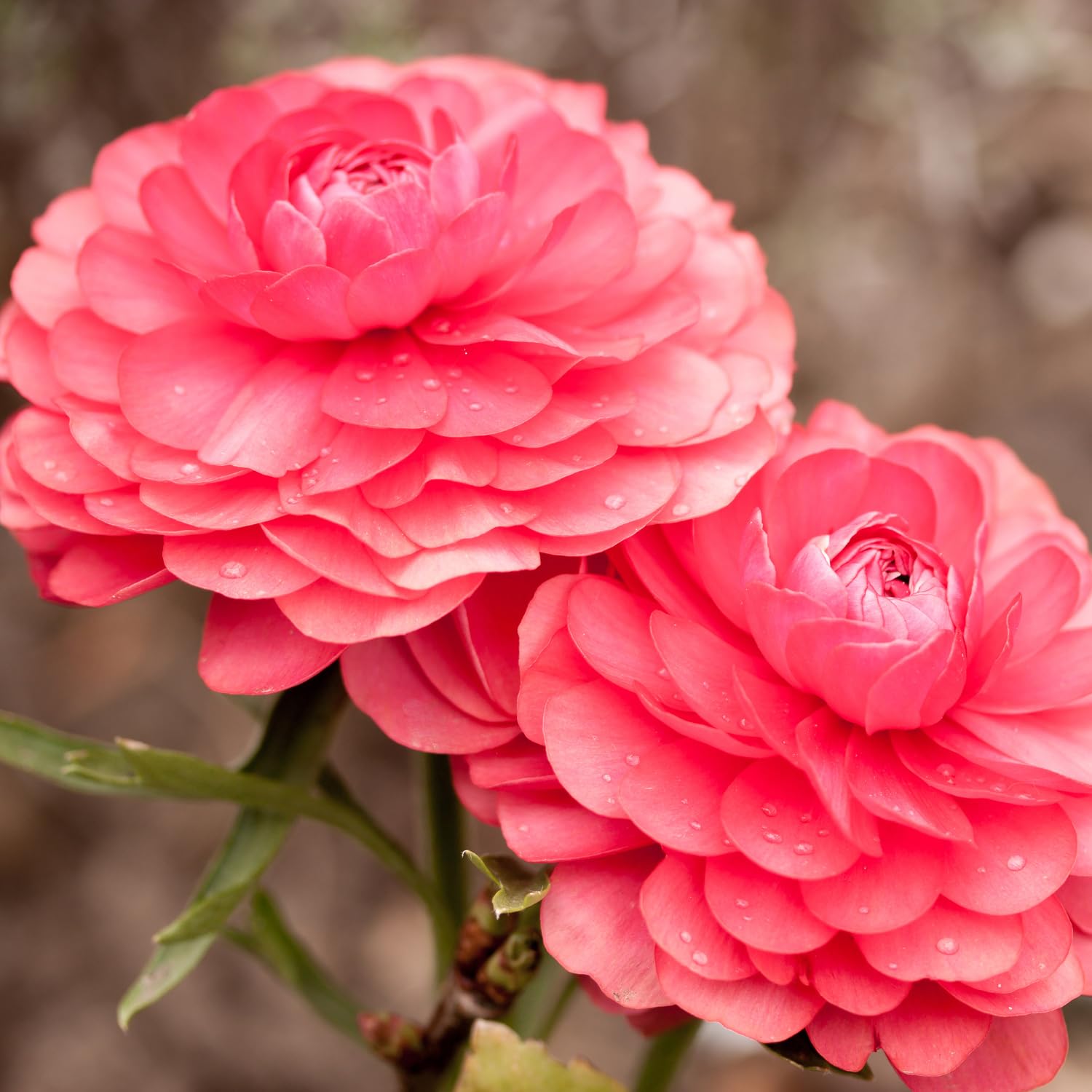 Amazon.com : 25 Aviv Rose Ranunculus Bulbs for Fall Planting ...