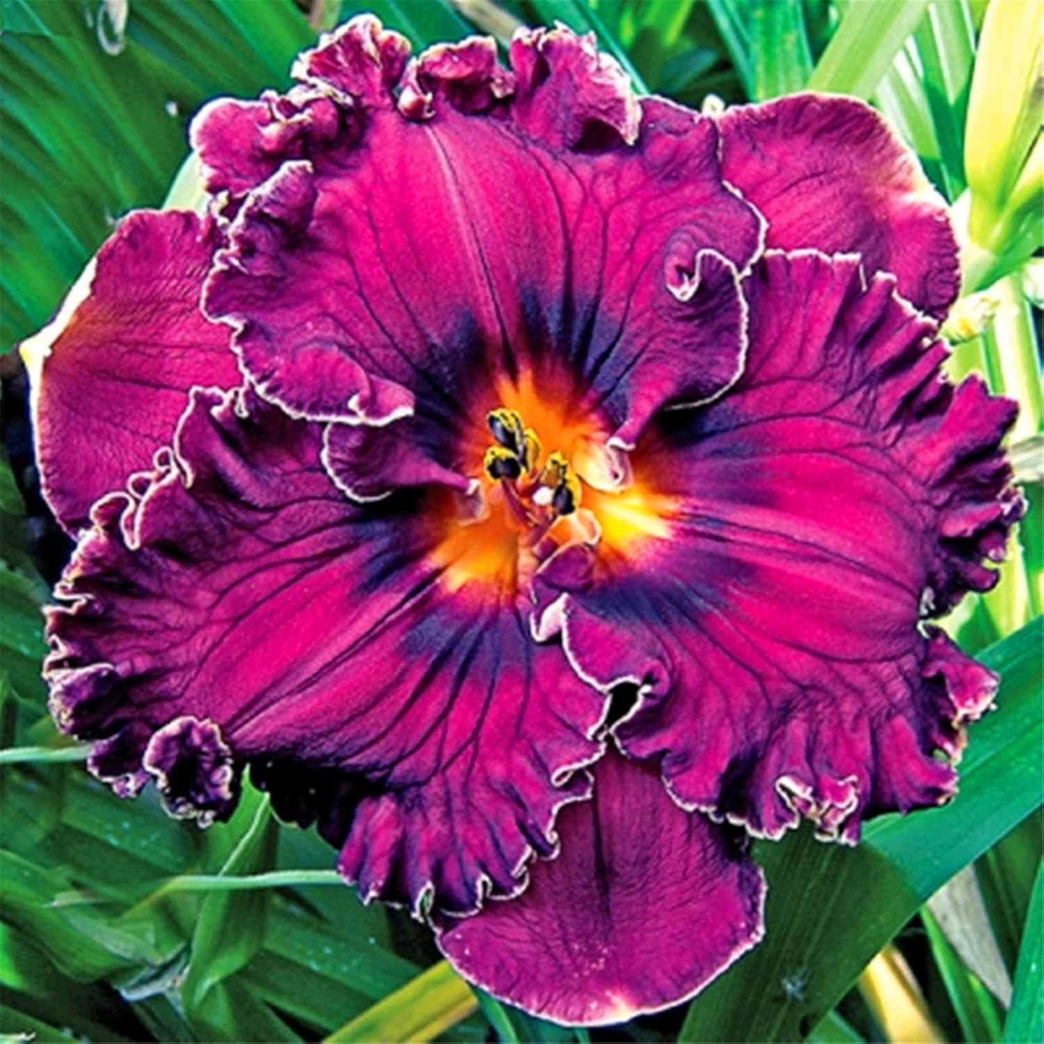 Amazon.com : Daylily - USA -（Plantation -Planting - Professional ...
