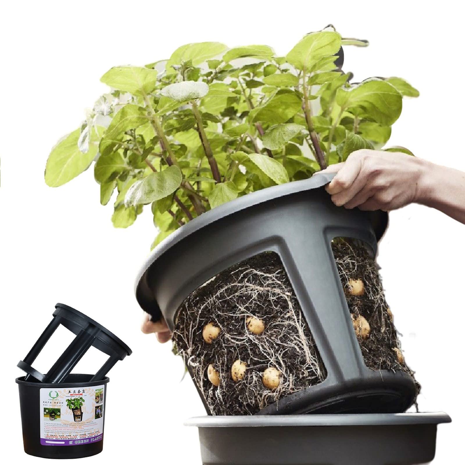 Cultivo De Batata En Maceta