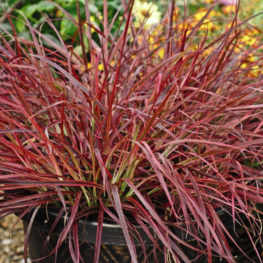 Pennisetum x advena 'Fireworks' - Colourful Ornamental Grass, Hardy ...