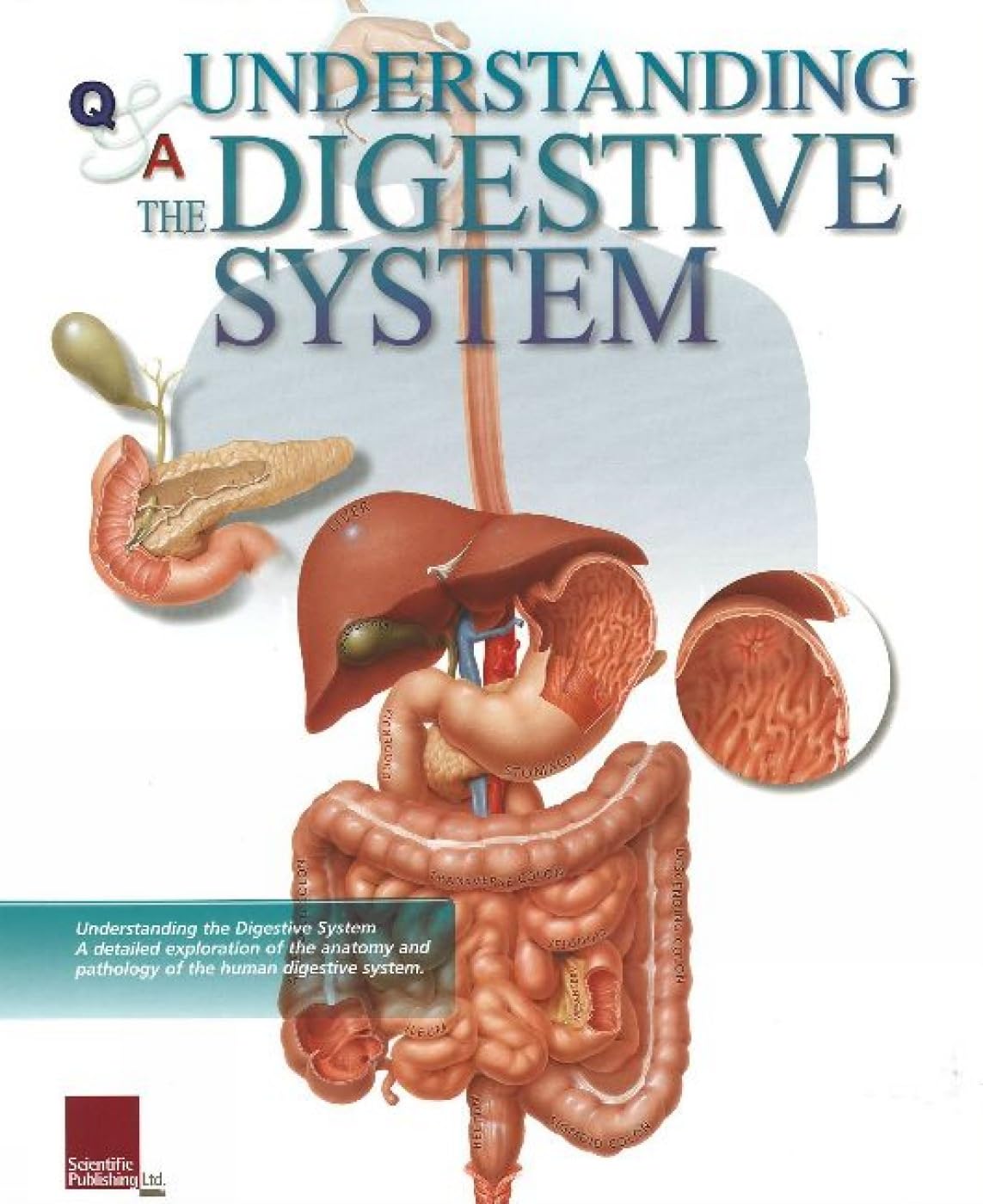 Understanding The Digestive System Flip Chart: Scientific Publishing ...