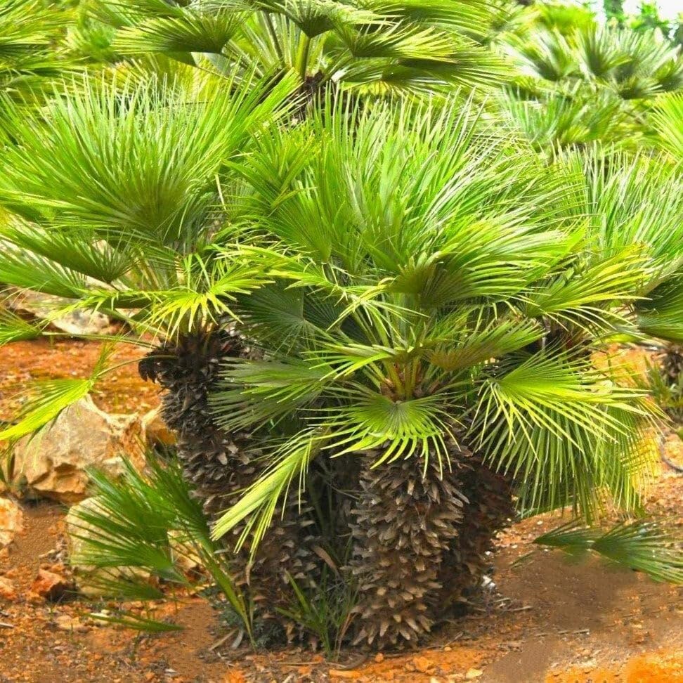 Amazon.com : TomorrowSeeds - European Fan Palm Tree Seeds - 15+ Count ...