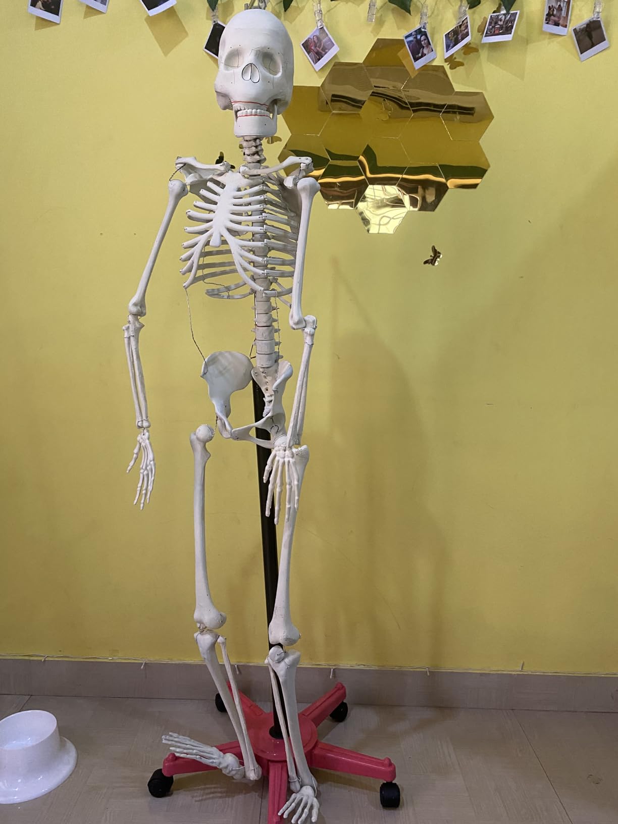 Witeg Skeleton Model with Stand | Skeleton for Medical Student : Amazon ...