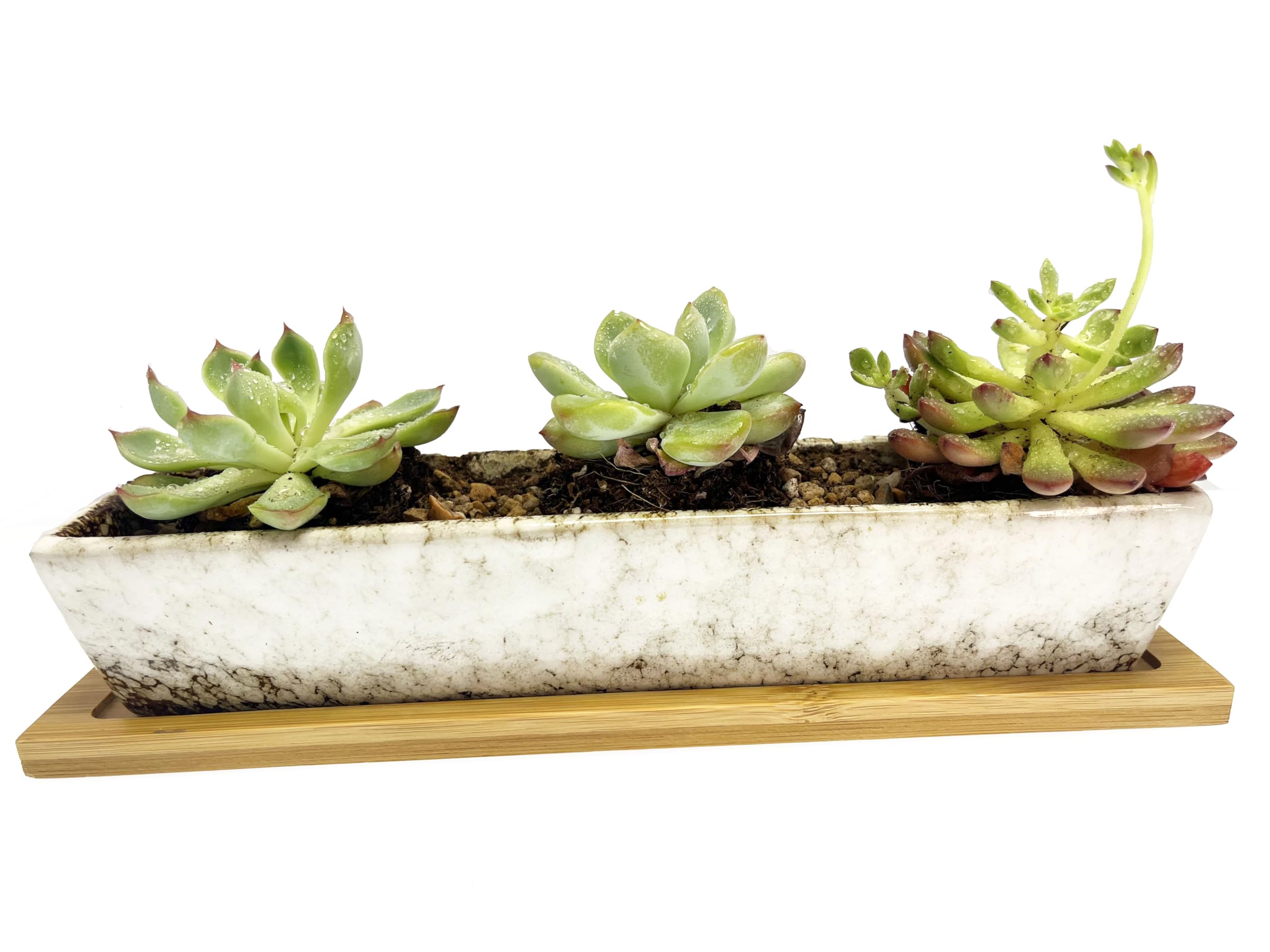 Amazon.com: Maerskye Long Rectangle Succulent Planter Pot, one Set of ...