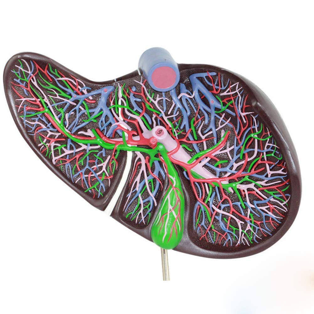 Buy Assembly model 1.5 Trade d Anatomy The Normal Liver, Anatomical ...