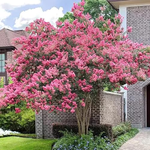 Best Ornamental Bushes and Trees for Beautiful Outdoor Landscaping ...