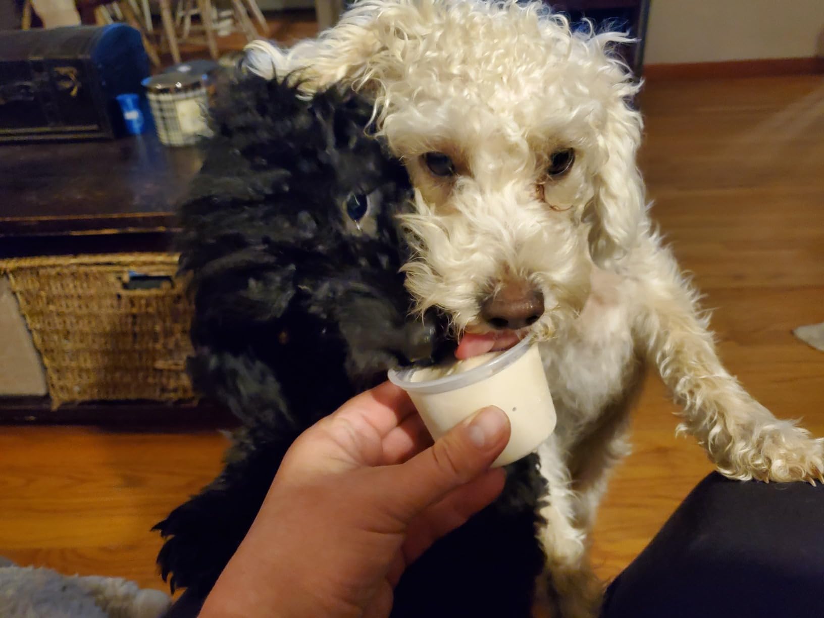 Amazon.com: Dogsters Snow Cups, Treats for Dogs, Nutly Peanut Butter ...