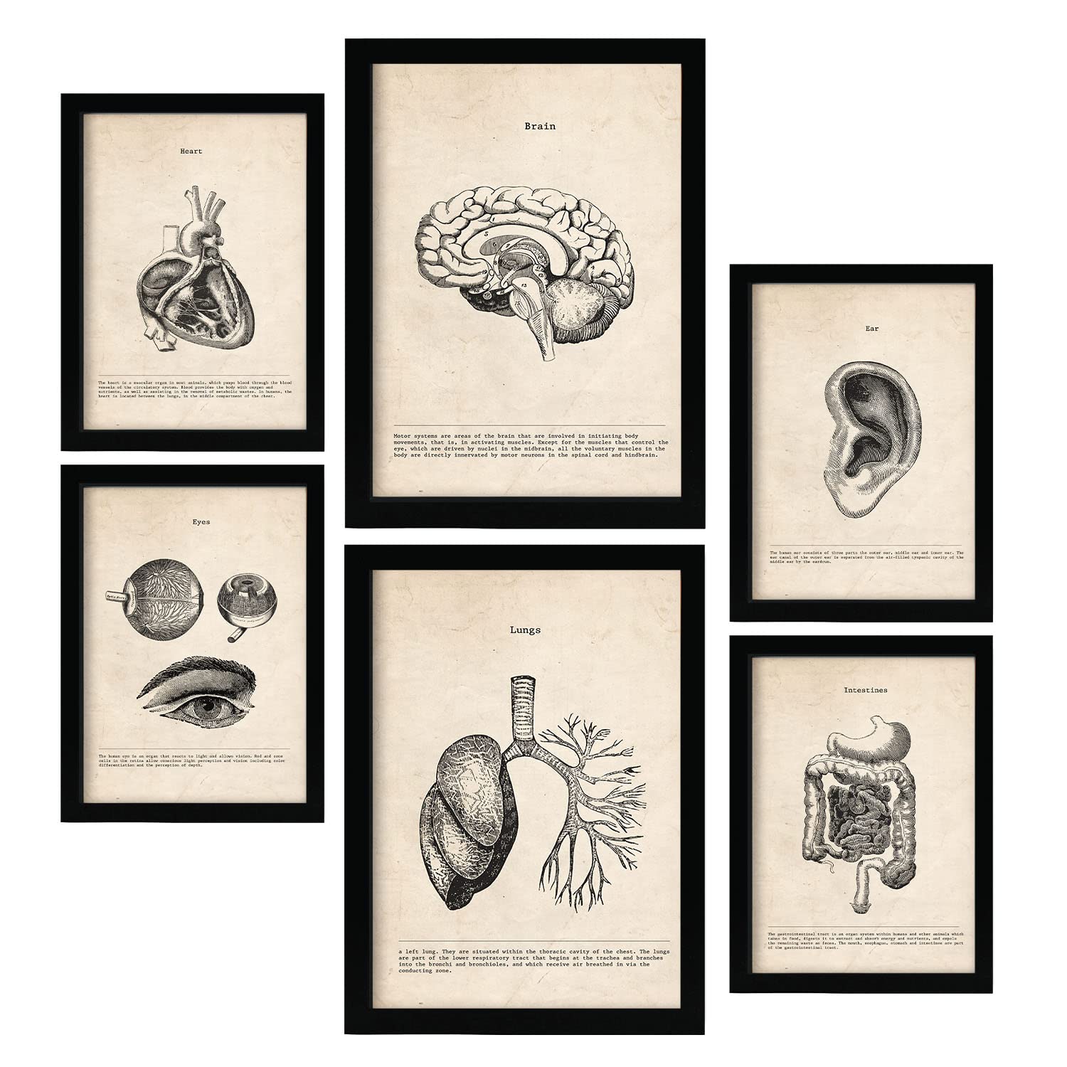Buy Nacnic Organs s. Medical Vintage Style Illustrations of Anatomy ...