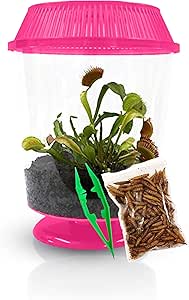 Amazon.com : Live Venus Flytrap Plant Kit in 4.5" Pink Terrarium ...