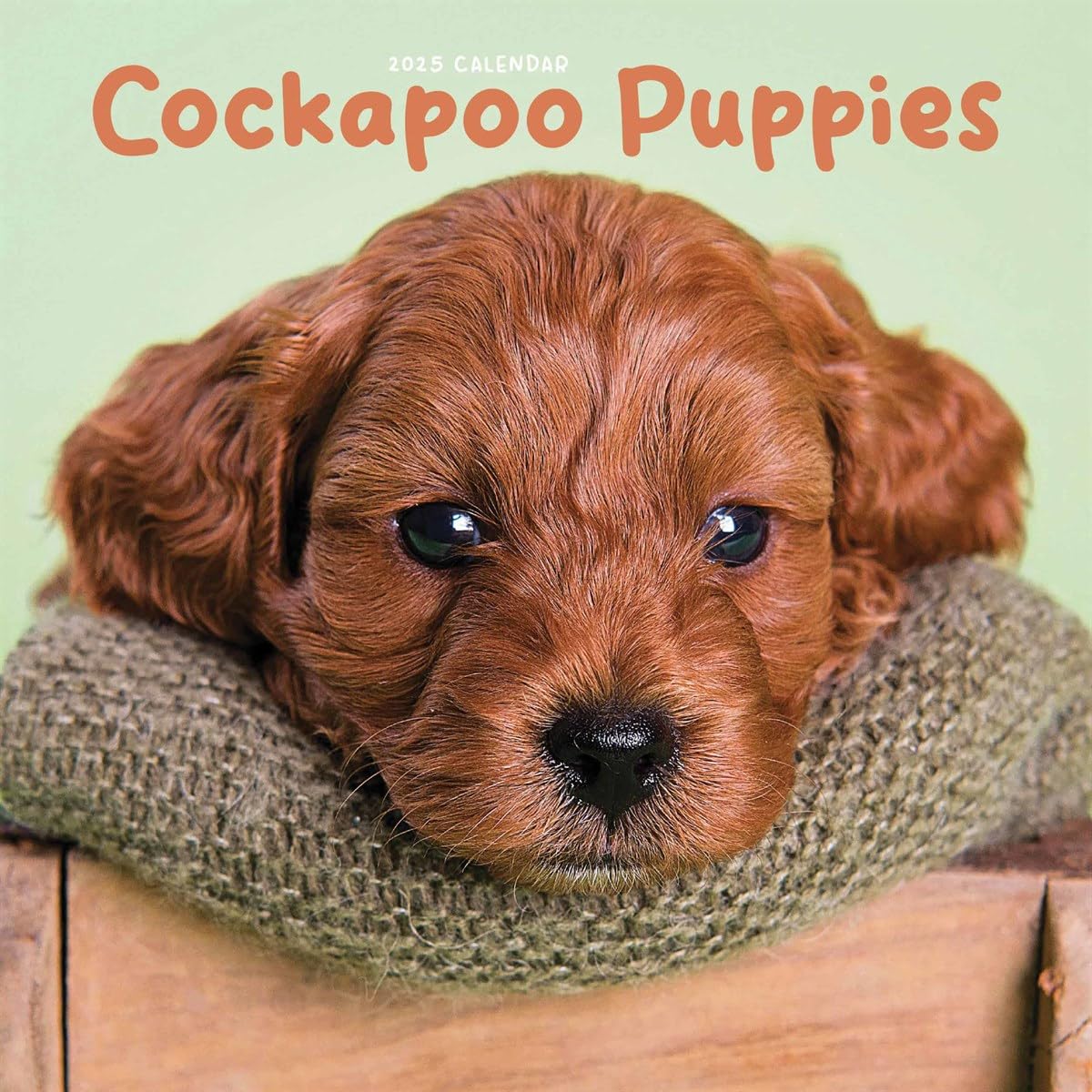Cockapoo Puppies Mini Wall Calendar 2025 (PFP) : Amazon.co.uk ...