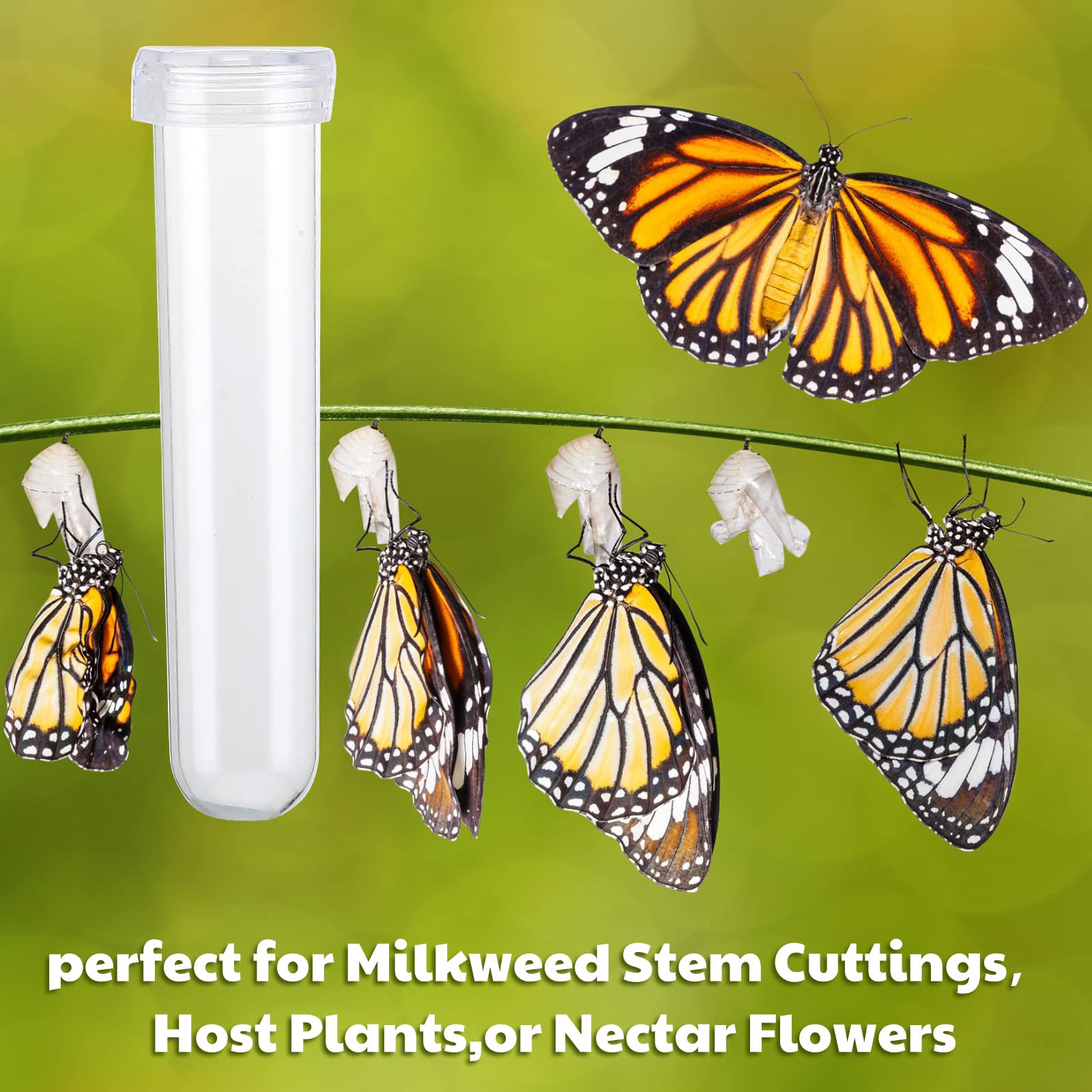 Live Monarch Butterfly Kits