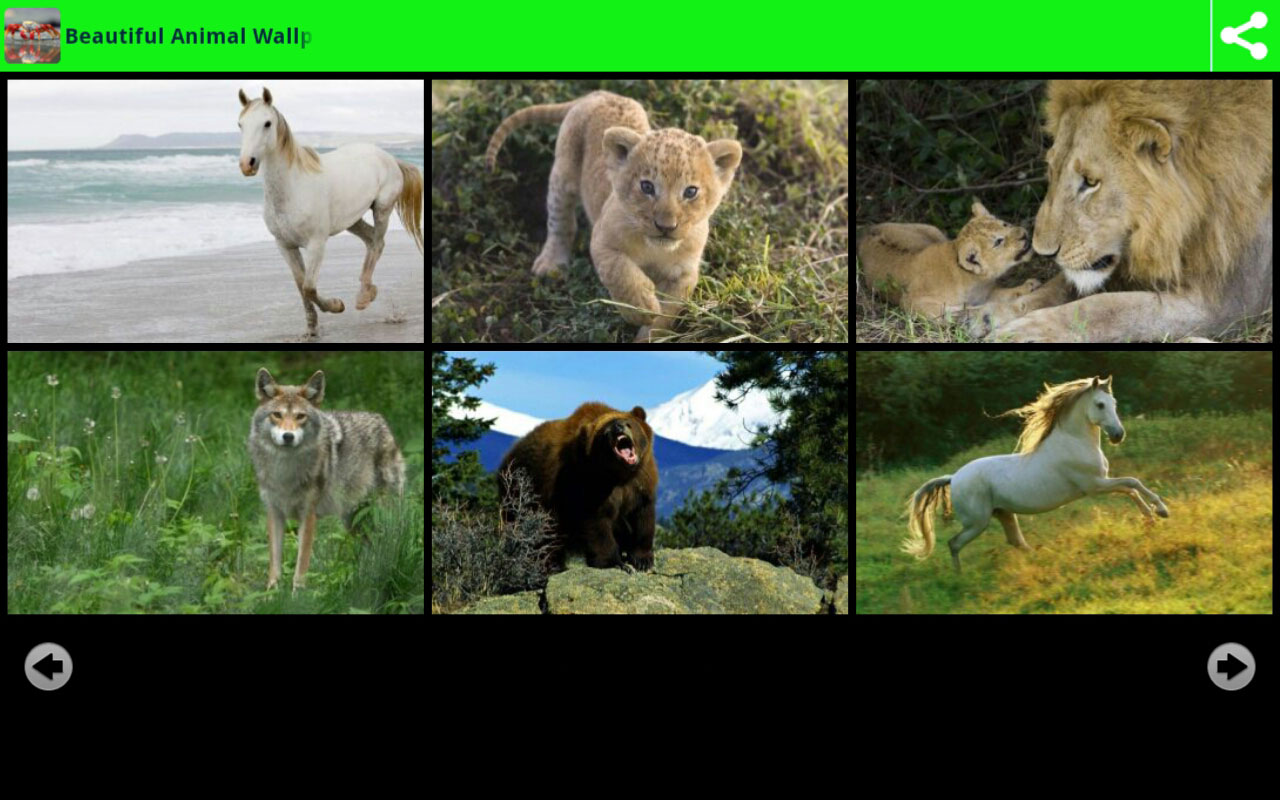 Beautiful Animal Wallpapers - App on Amazon Appstore