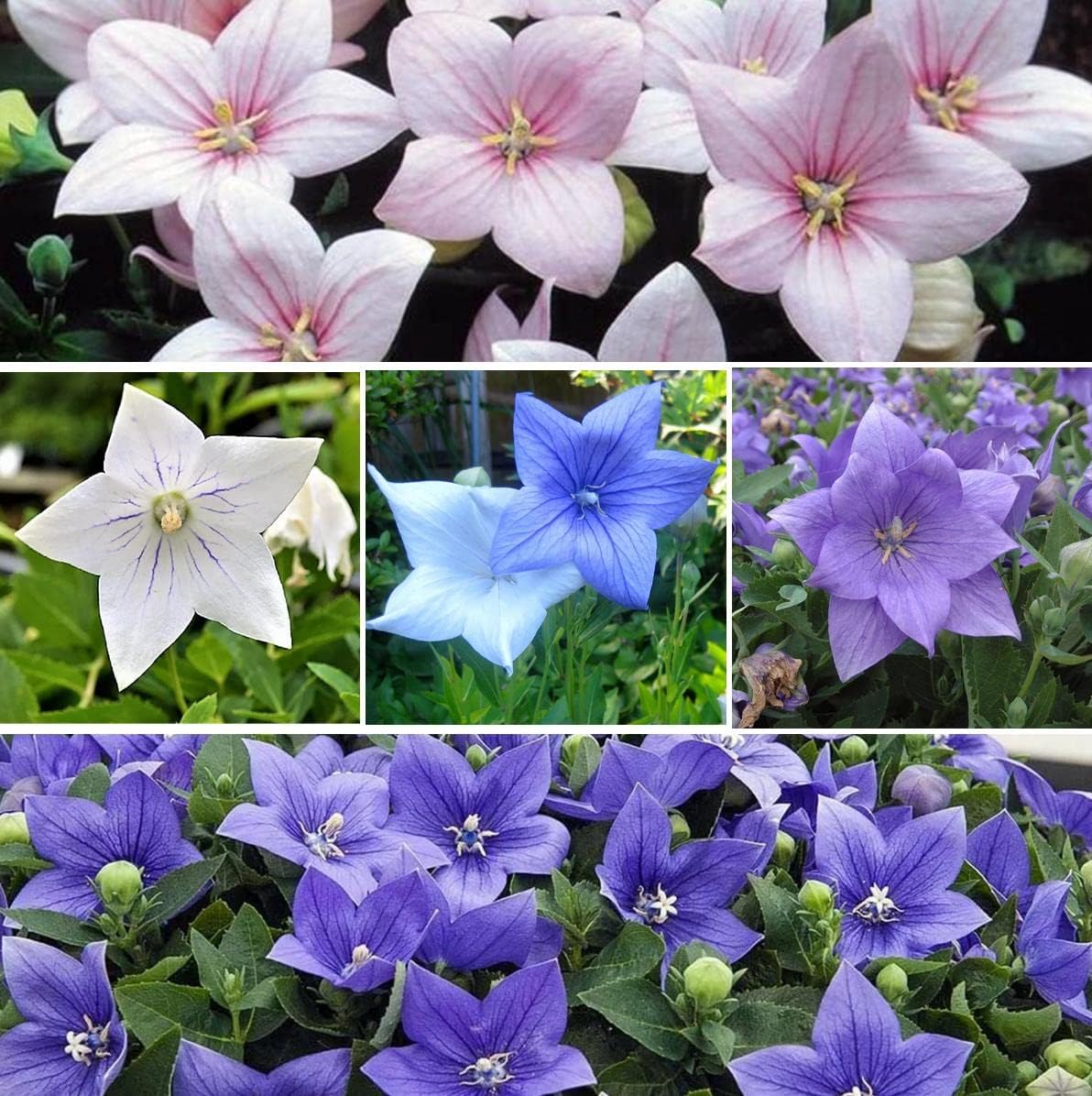 Amazon.com : (5000Pcs) Mix Platycodon grandiflorum Seeds Mixed Eustoma ...