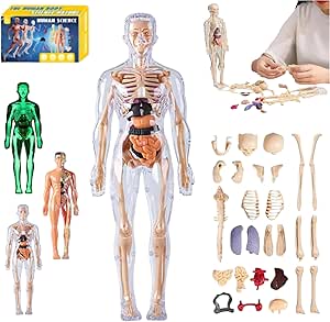 Amazon.com: Organizeh Clear Human Body Structure Model, DIY Assembled ...