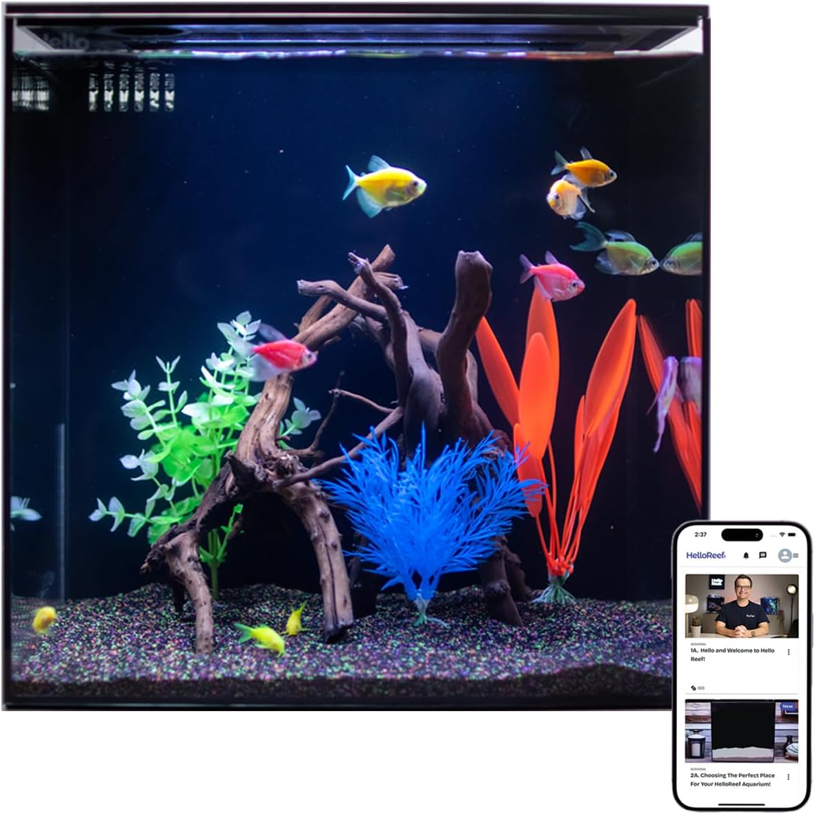Amazon.com : HelloReef 15 Gallon Beginner Clownfish Saltwater Aquarium ...