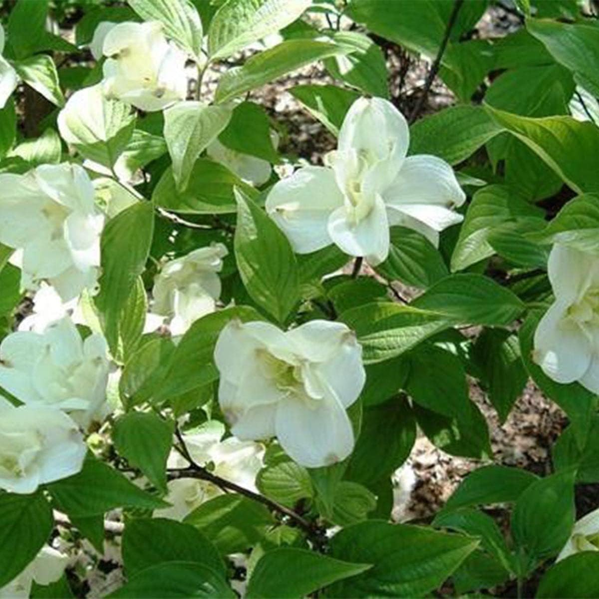 Cornus Florida Pluribracteata-American Dogwood Grafted in 1.3L Pot ...